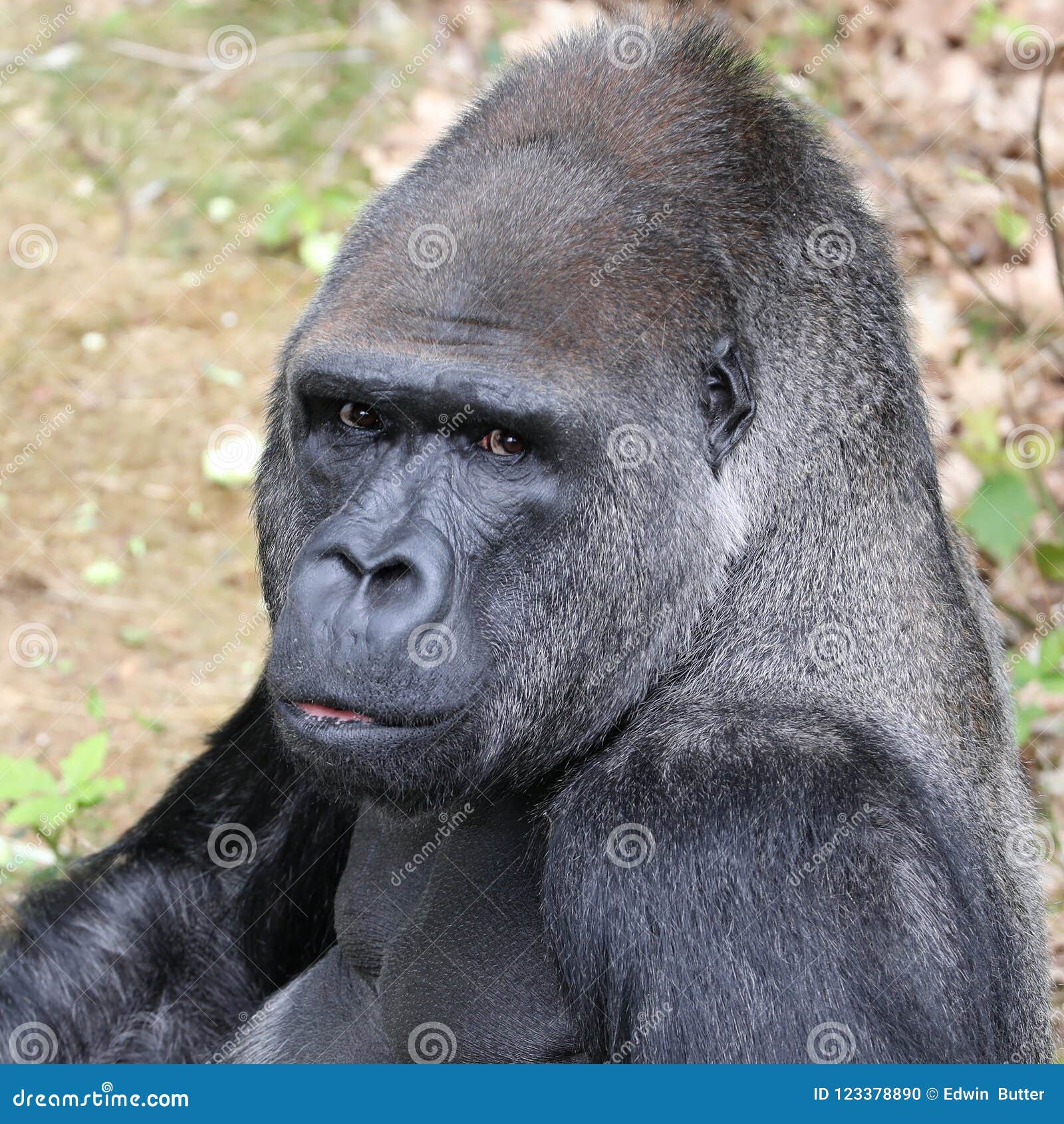 Silverback gorilla stock photo. Image of male, nature - 123378890
