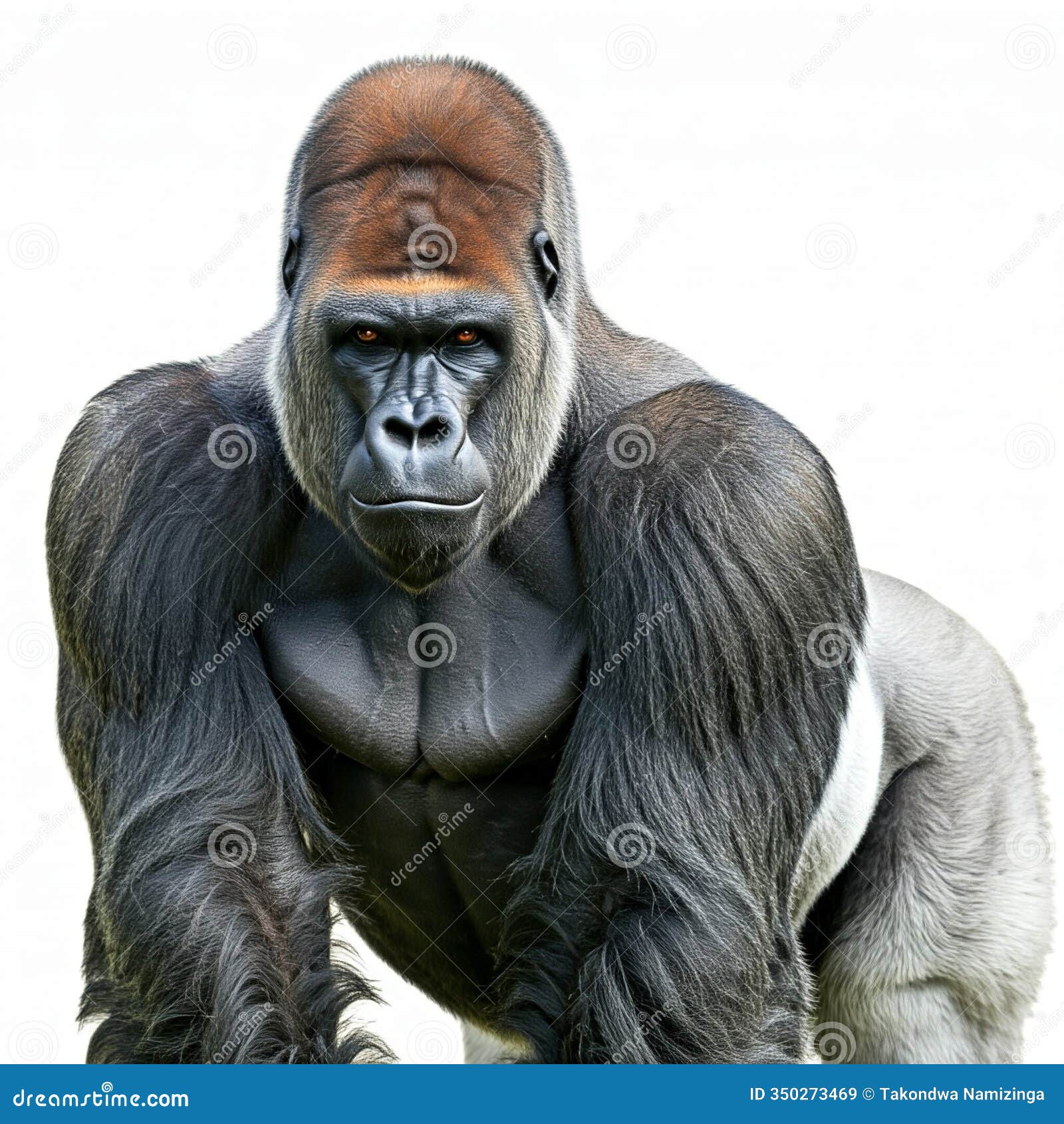A Silverback Gorilla Isolated on a White Background Stock Illustration ...