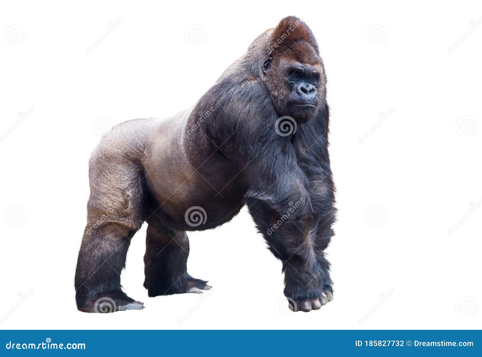 Gorilla Stock Photo | CartoonDealer.com #80622402