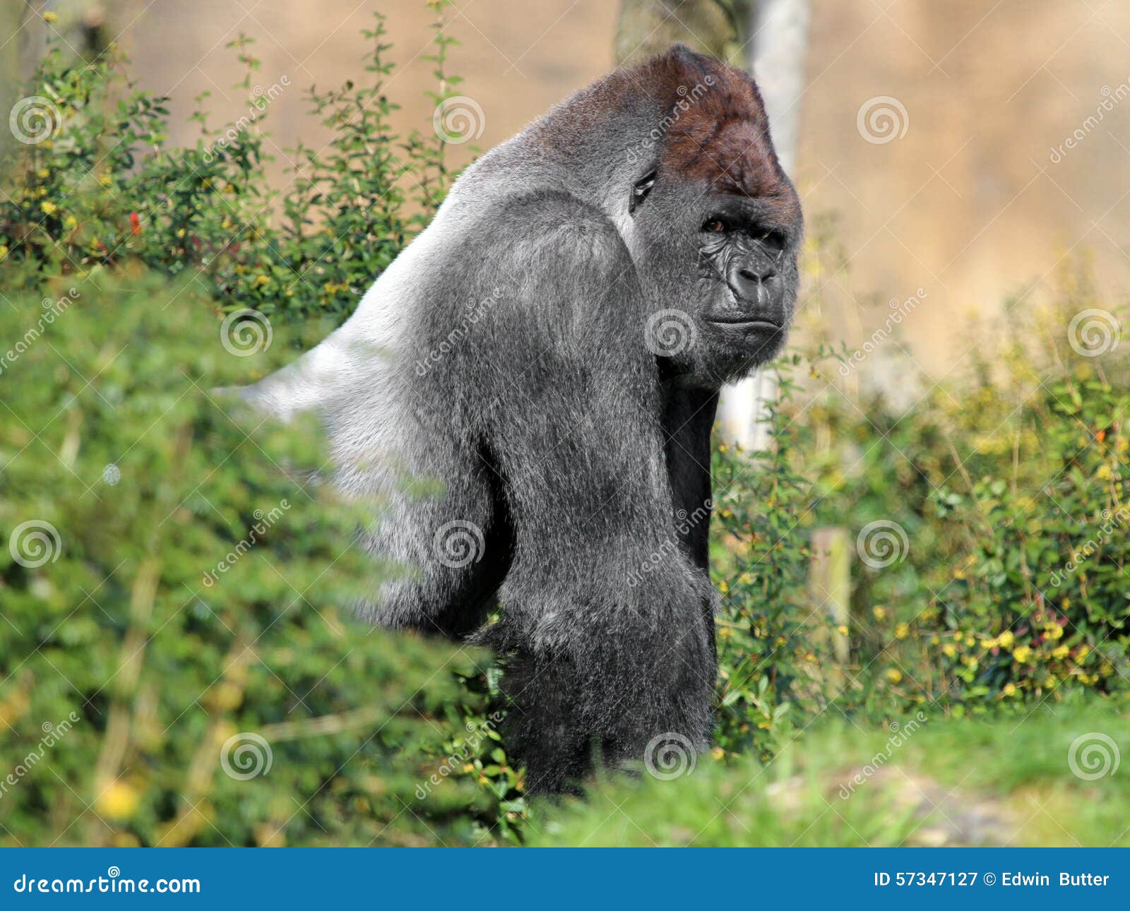 Silverback gorilla stock image. Image of male, thinking - 57347127