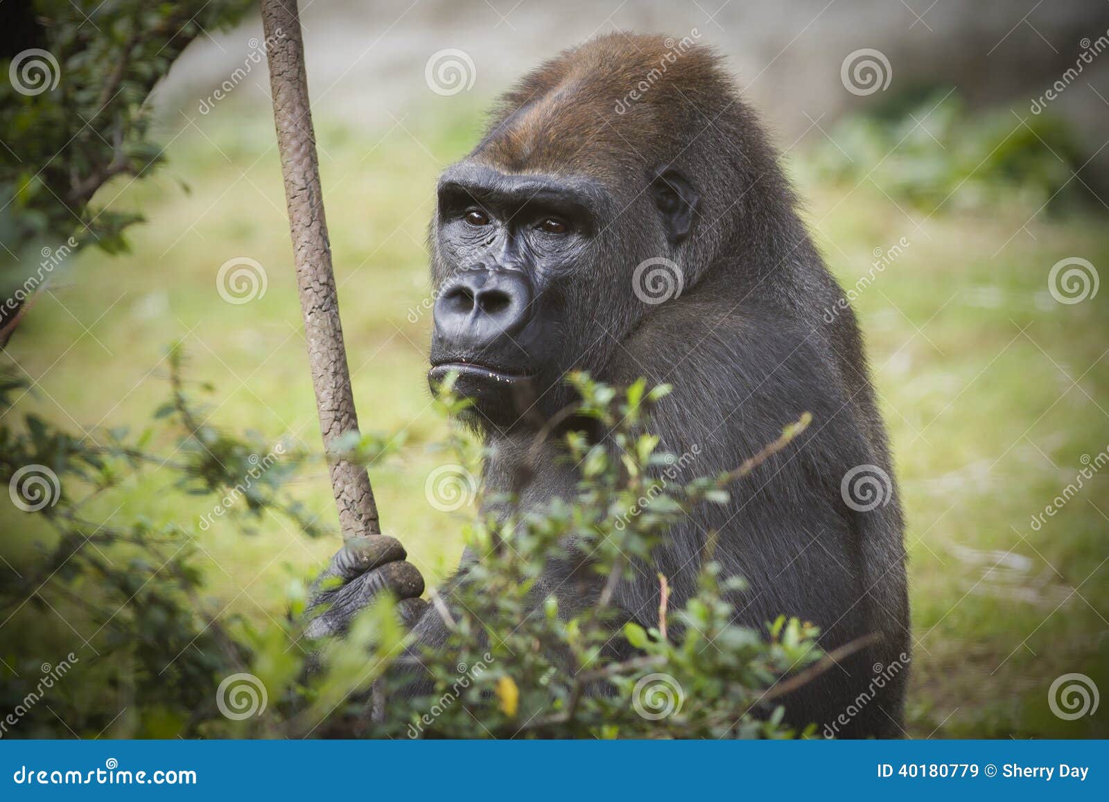 Silverback Gorilla with Rope Imagen de archivo - Imagen de agresivo ...