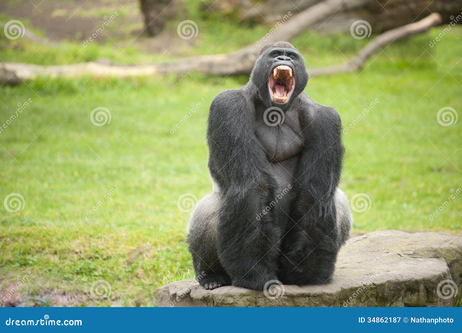 Silverback Gorilla Showing Teeth Stock Image - Image of howl, great ...