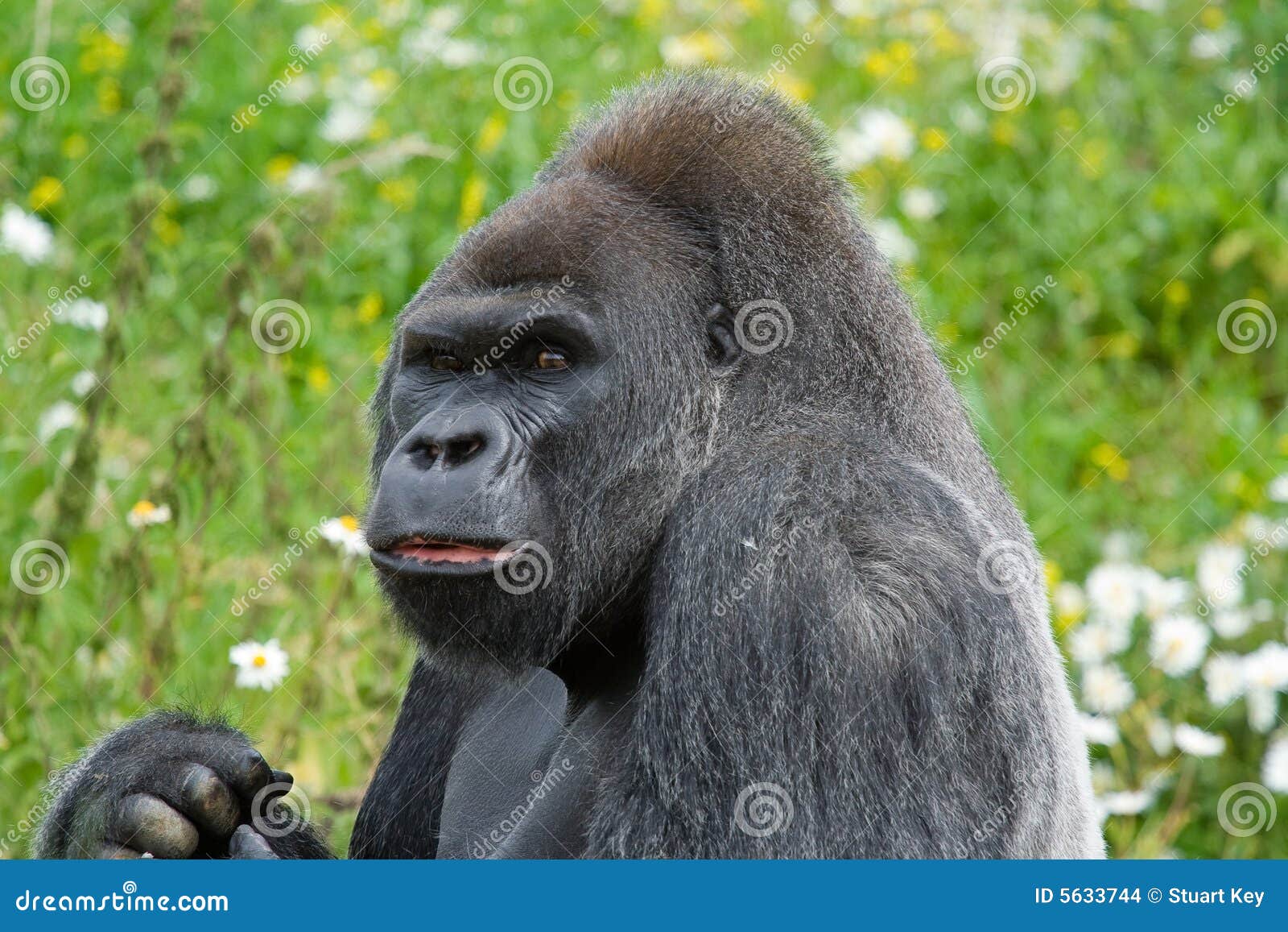Silverback Gorilla Sideways Look Stock Photo - Image of food, park: 5633744
