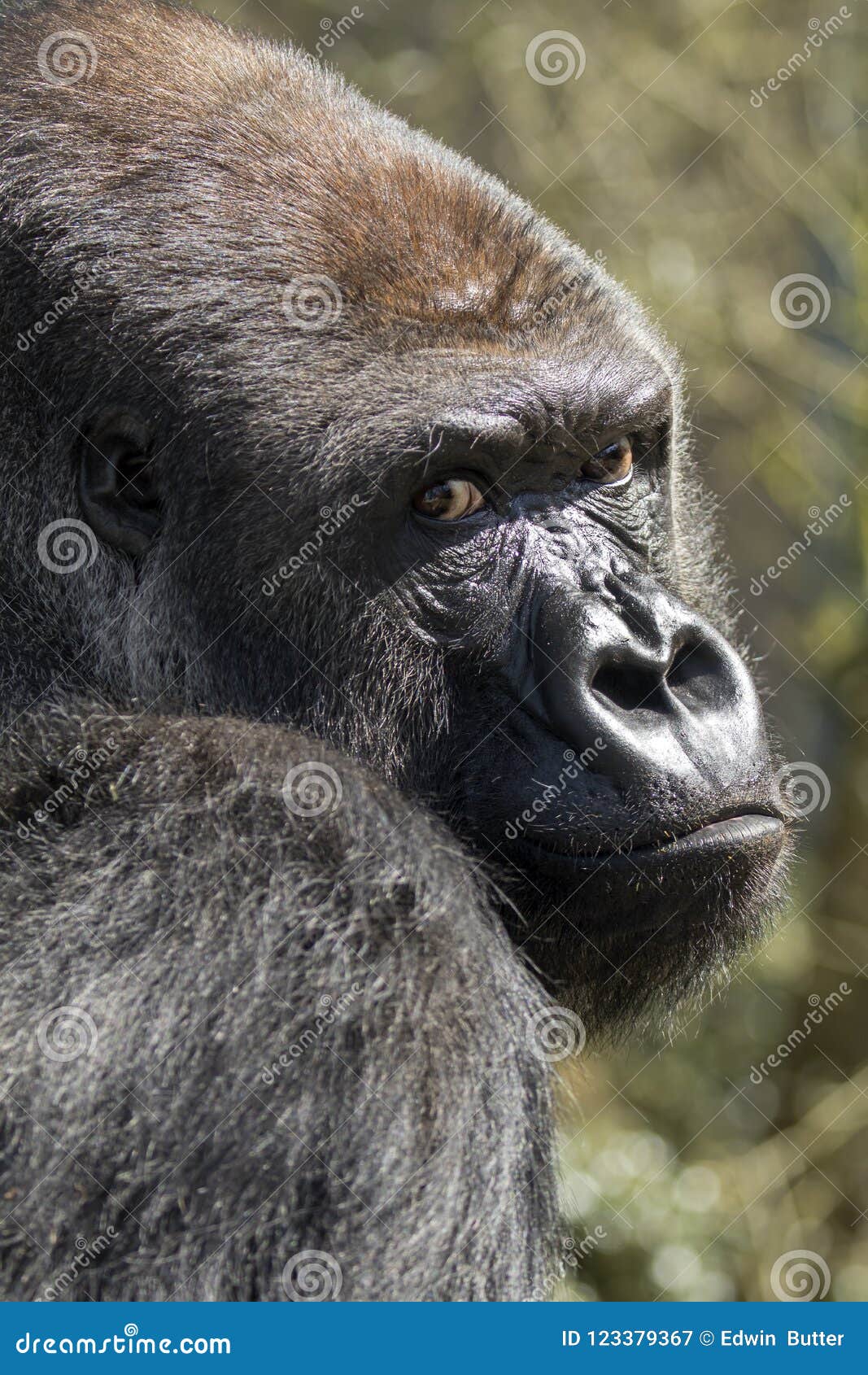 Silverback gorilla stock image. Image of lowland, african - 123379367