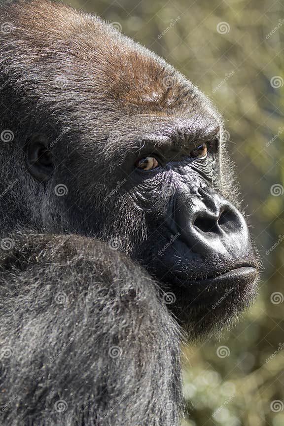 Silverback gorilla stock image. Image of lowland, african - 123379367