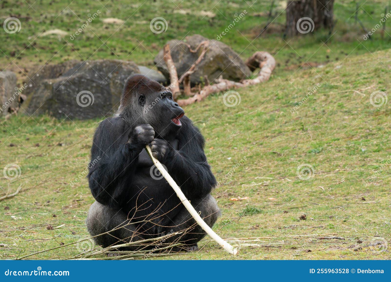 The silverback gorilla stock photo. Image of black, funny - 255963528