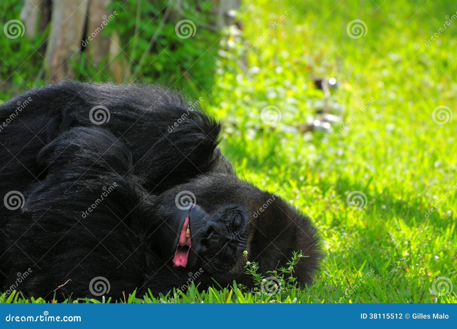 Sleeping Silverback Gorilla Profile Stock Photography | CartoonDealer ...