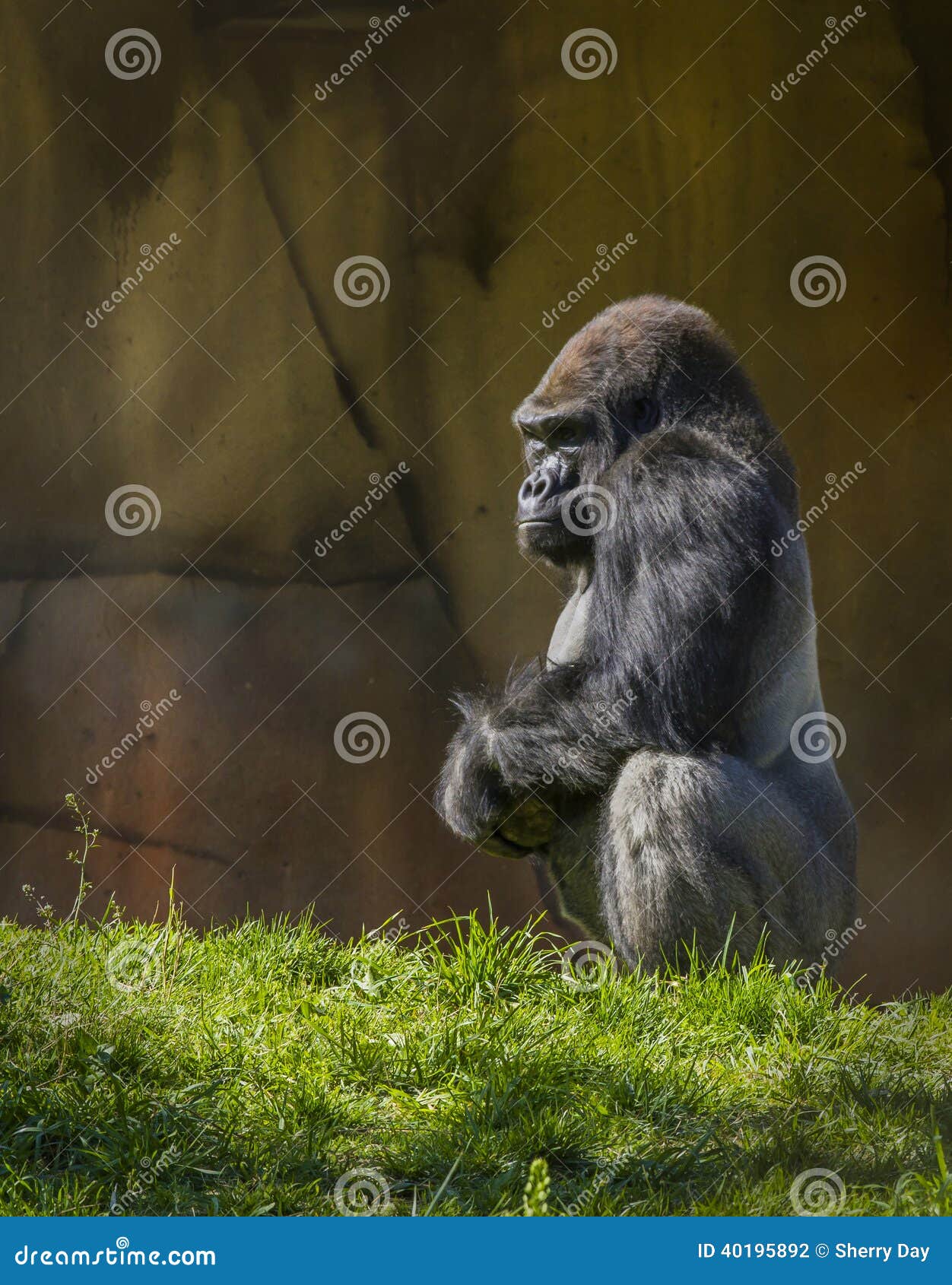 Silverback Gorilla Squatting Arkivfoto - Bild av primat, luta: 40195892