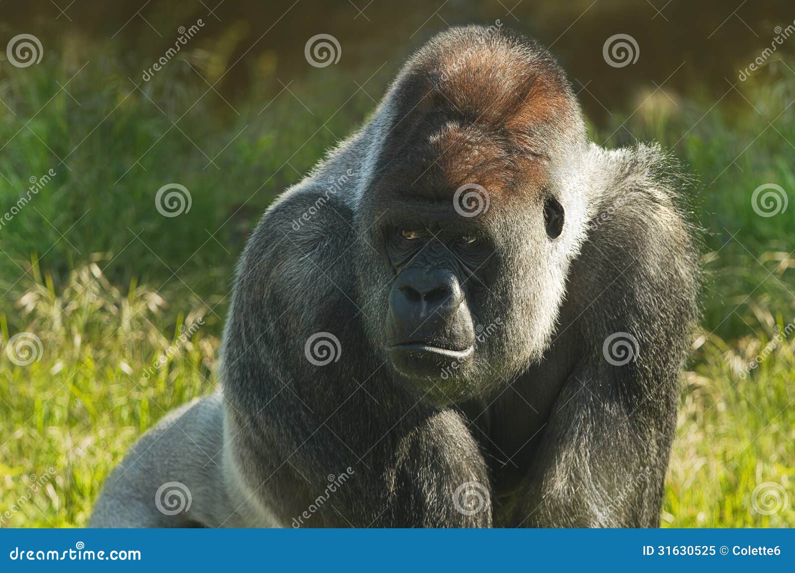 Silverback gorilla stock image. Image of tribus, endangered - 31630525