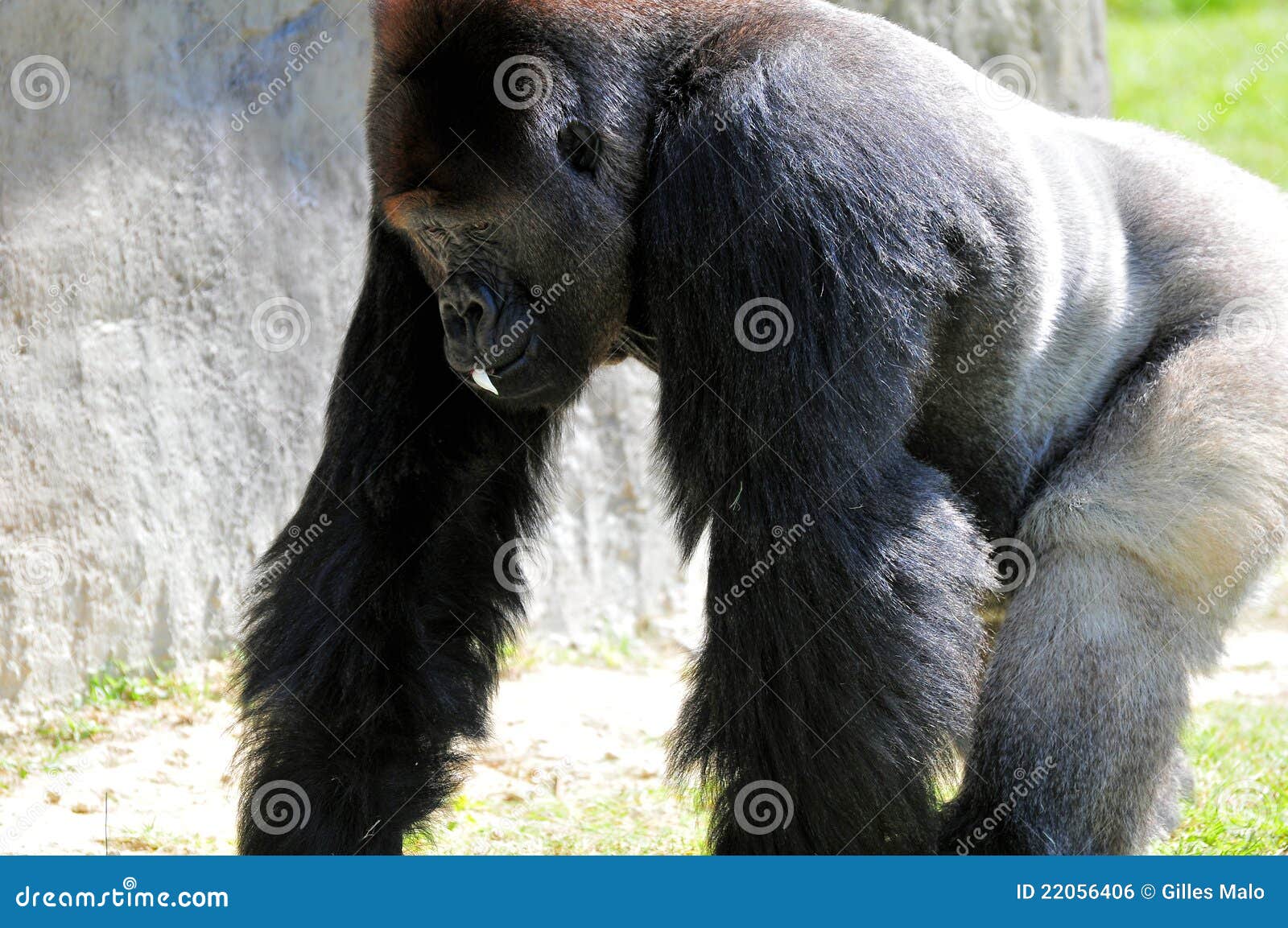 Silverback Gorilla Walking stock photo. Image of wilderness - 22056406