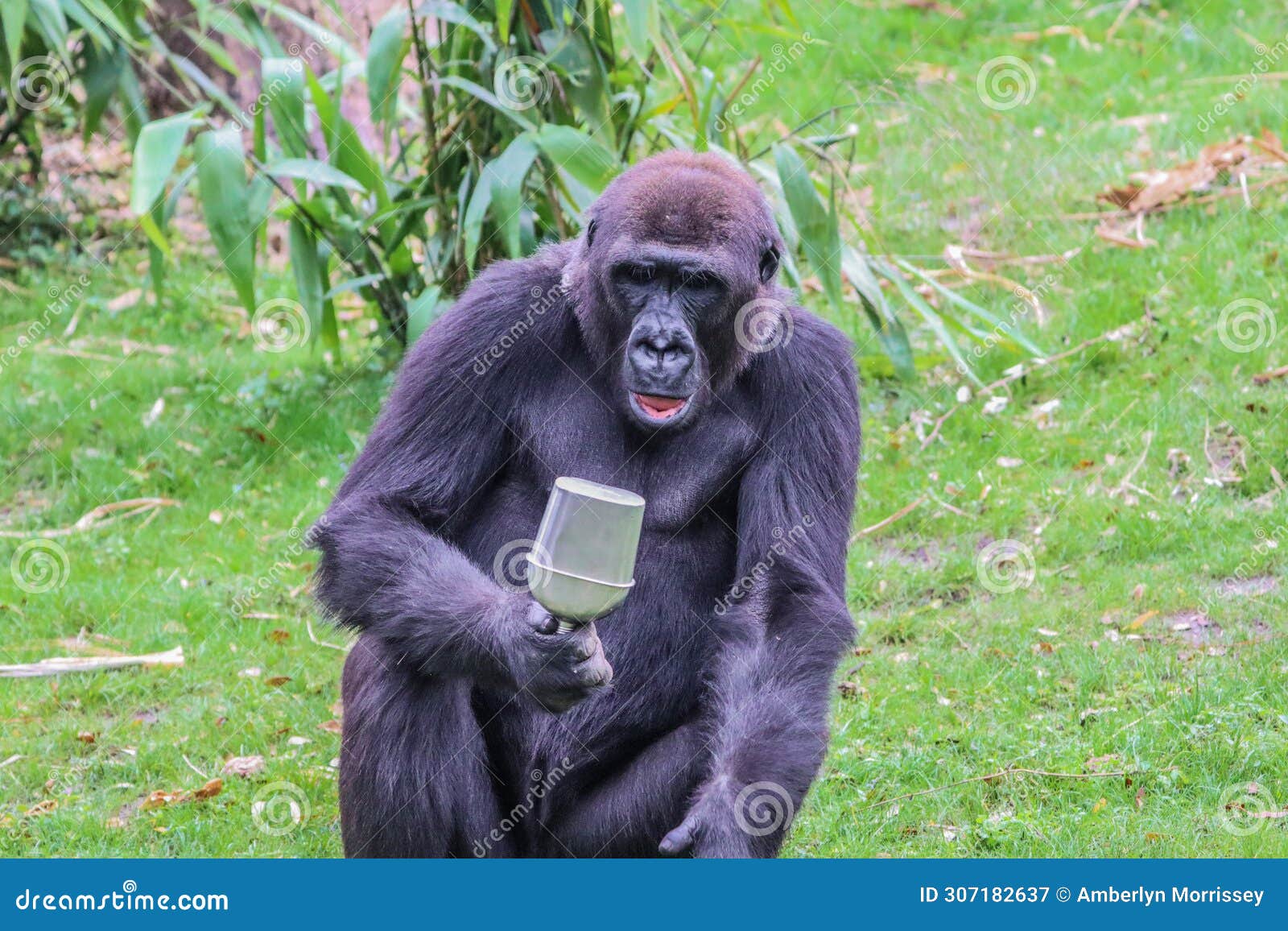 Silverback stock image. Image of silverback, huge, surprised - 307182637