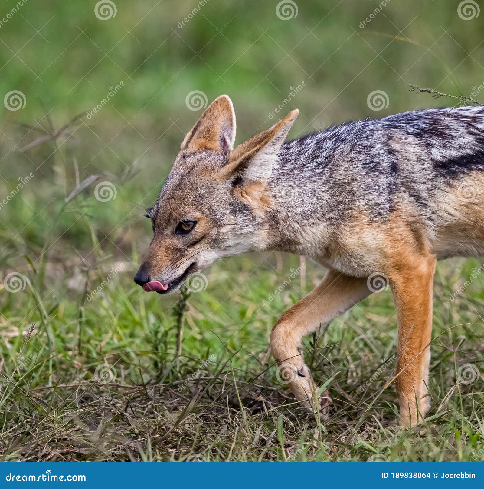 Silverback Jackal Licks His Chops in Anticipation of Food Stock Photo ...