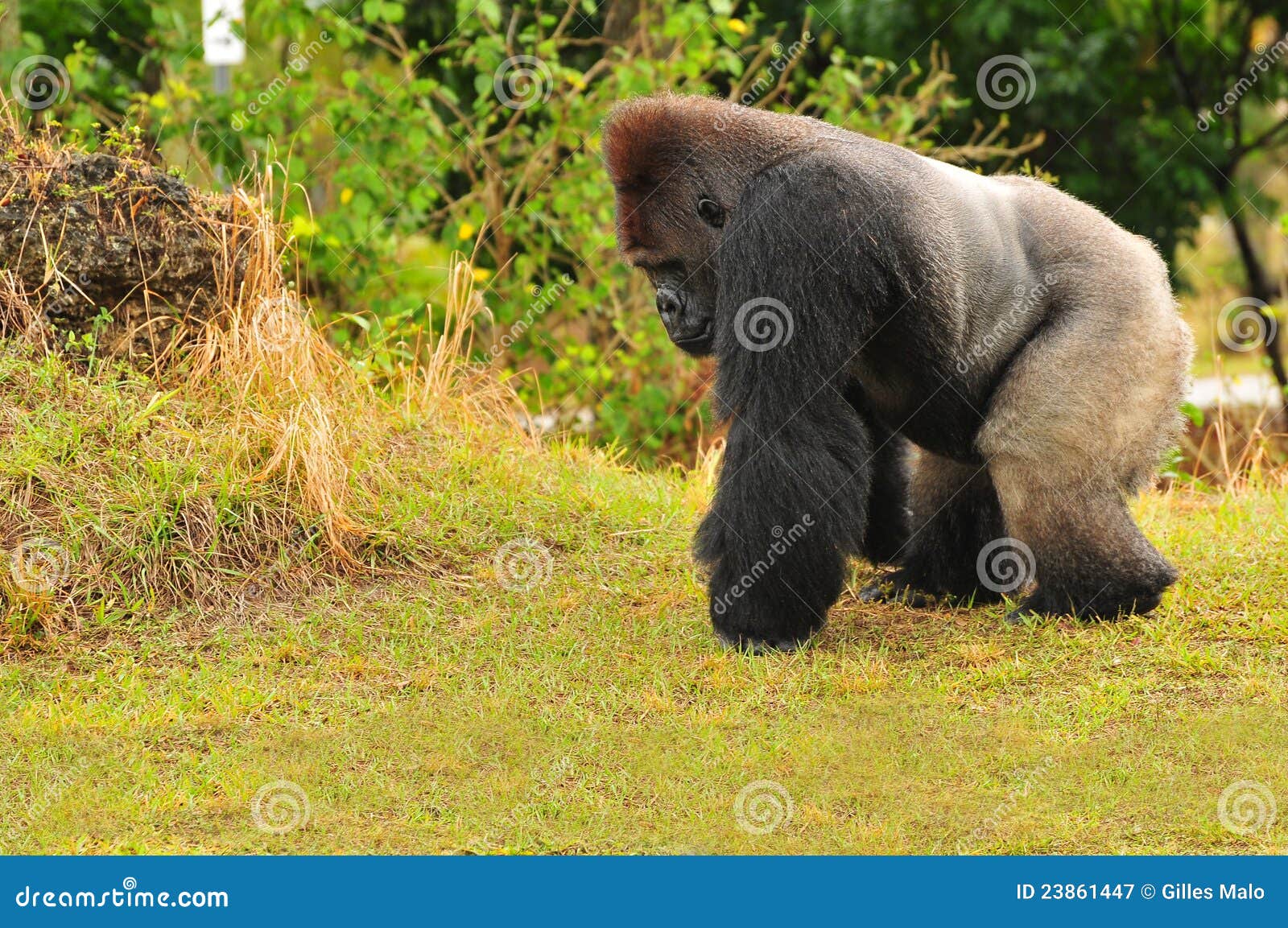 Silverback Lowland Gorilla stock image. Image of mammal - 23861447