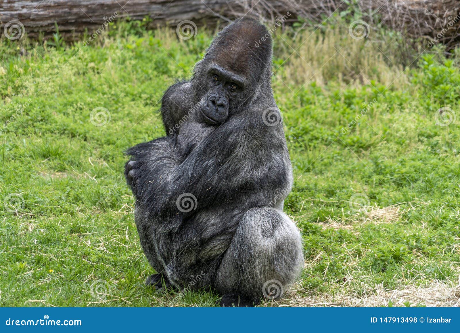 Silverback Male Gorilla Portrait Stock Photo - Image of black, hairy ...
