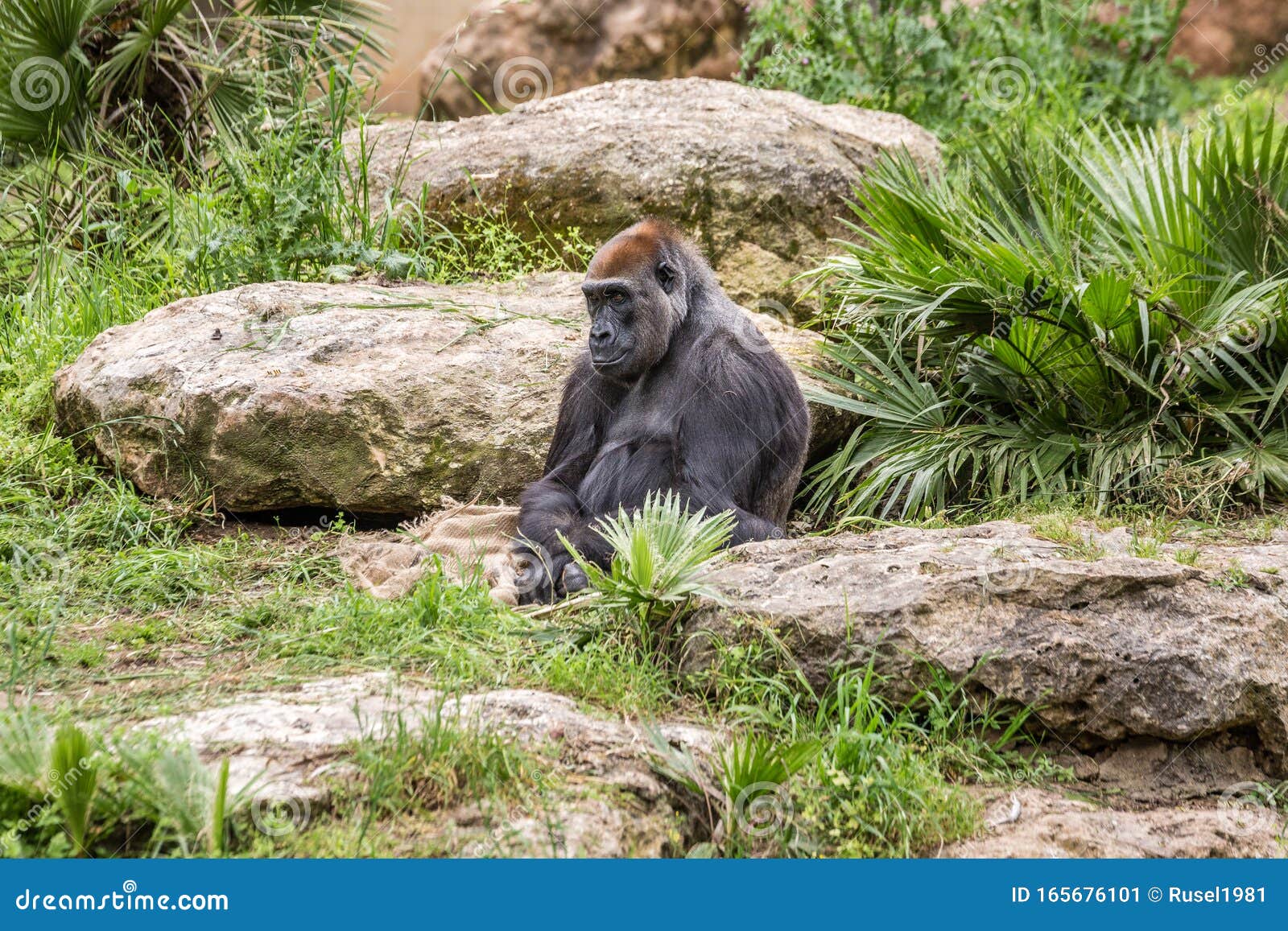 Wild african animals stock image. Image of closeup, male - 165676101