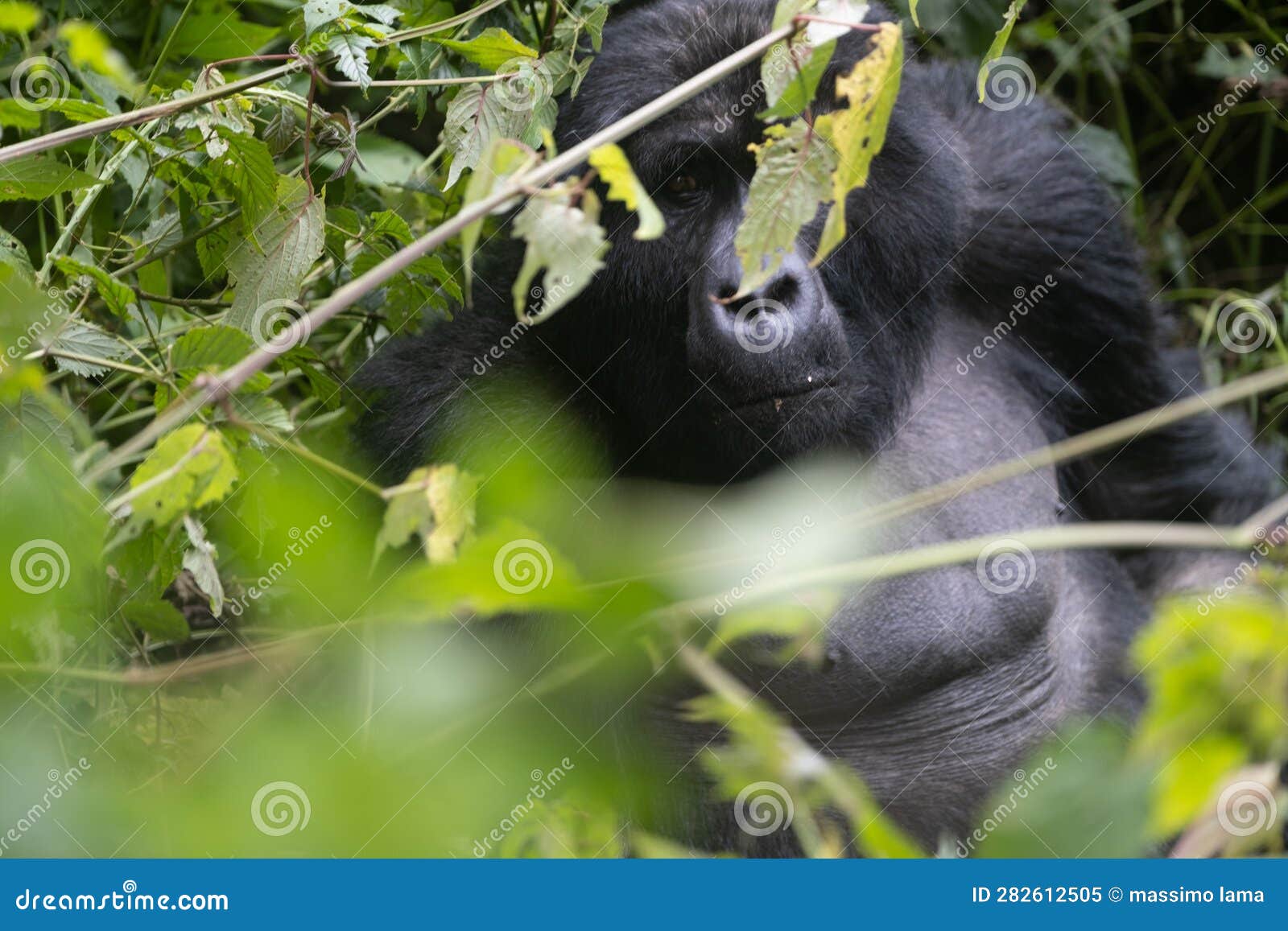 Silverback Mountain Gorilla, Uganda Stock Image - Image of mammal ...