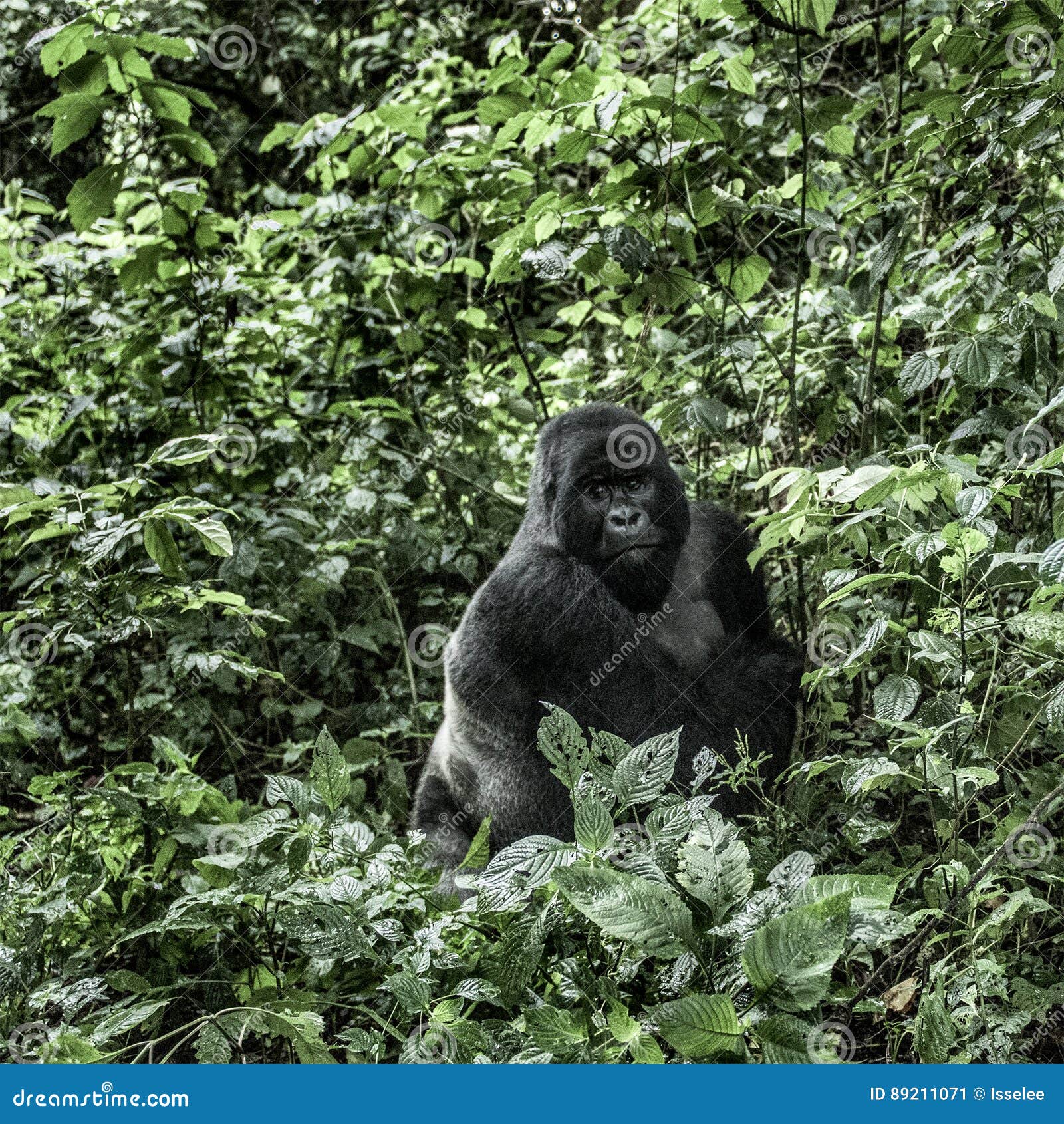 Silverback Mountain Gorilla in the Virunga National Park Stock Image ...