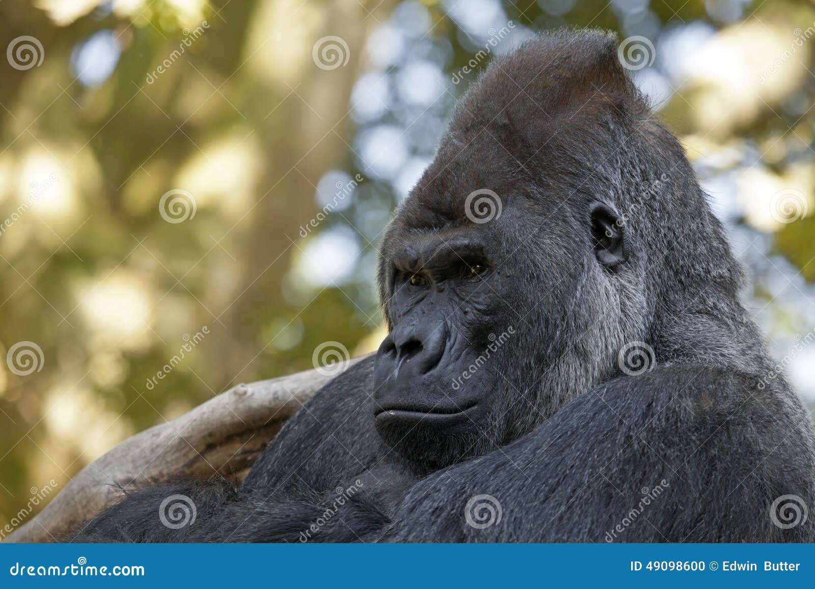 Silverback stock photo. Image of male, hairy, green, silverback - 49098600