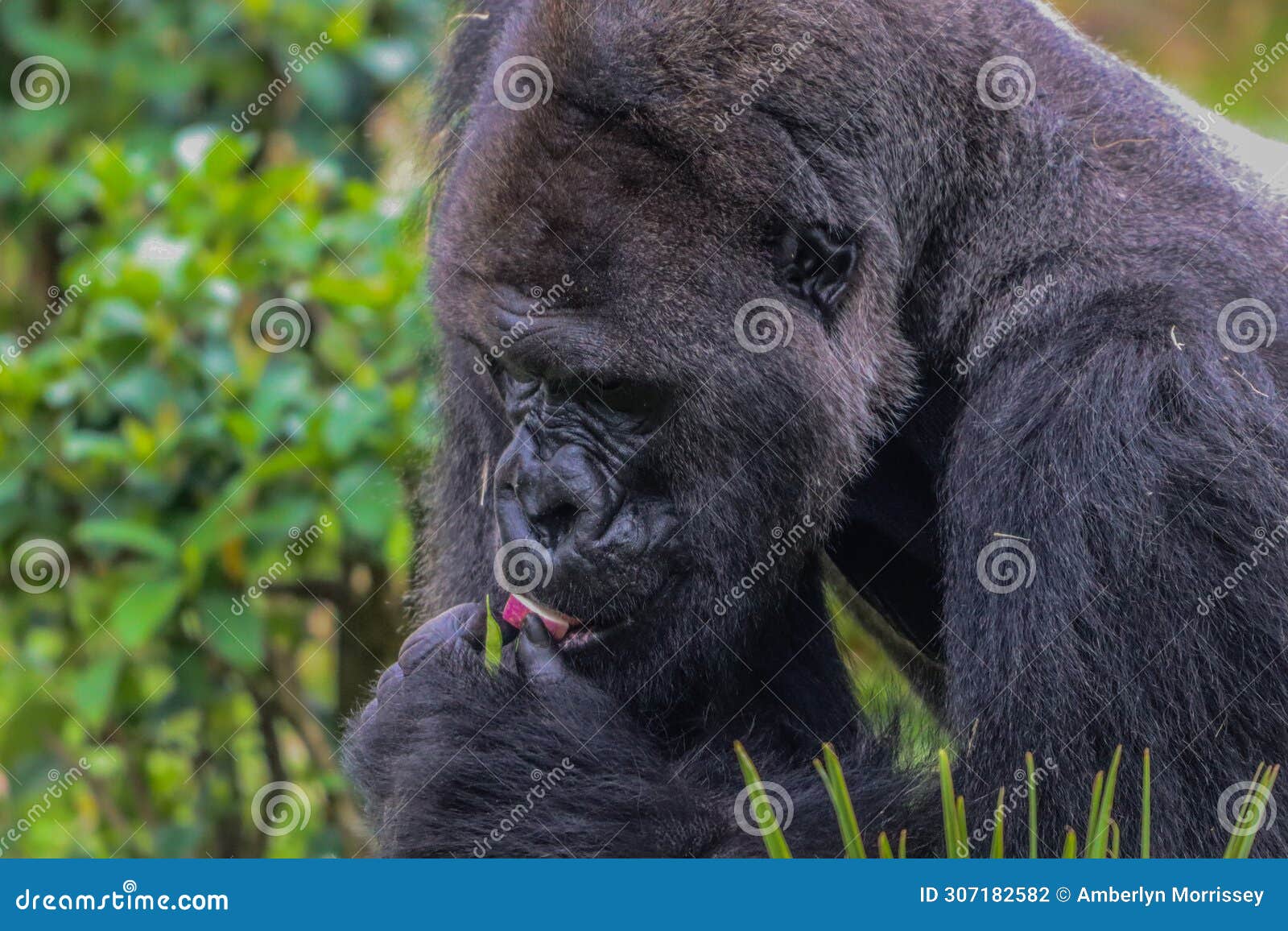 Silverback stock photo. Image of majestic, silverback - 307182582
