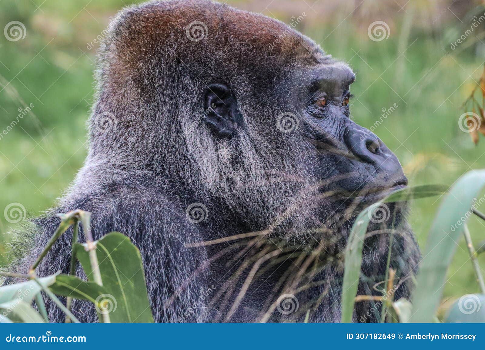 Silverback stock image. Image of majestic, silverback - 307182649