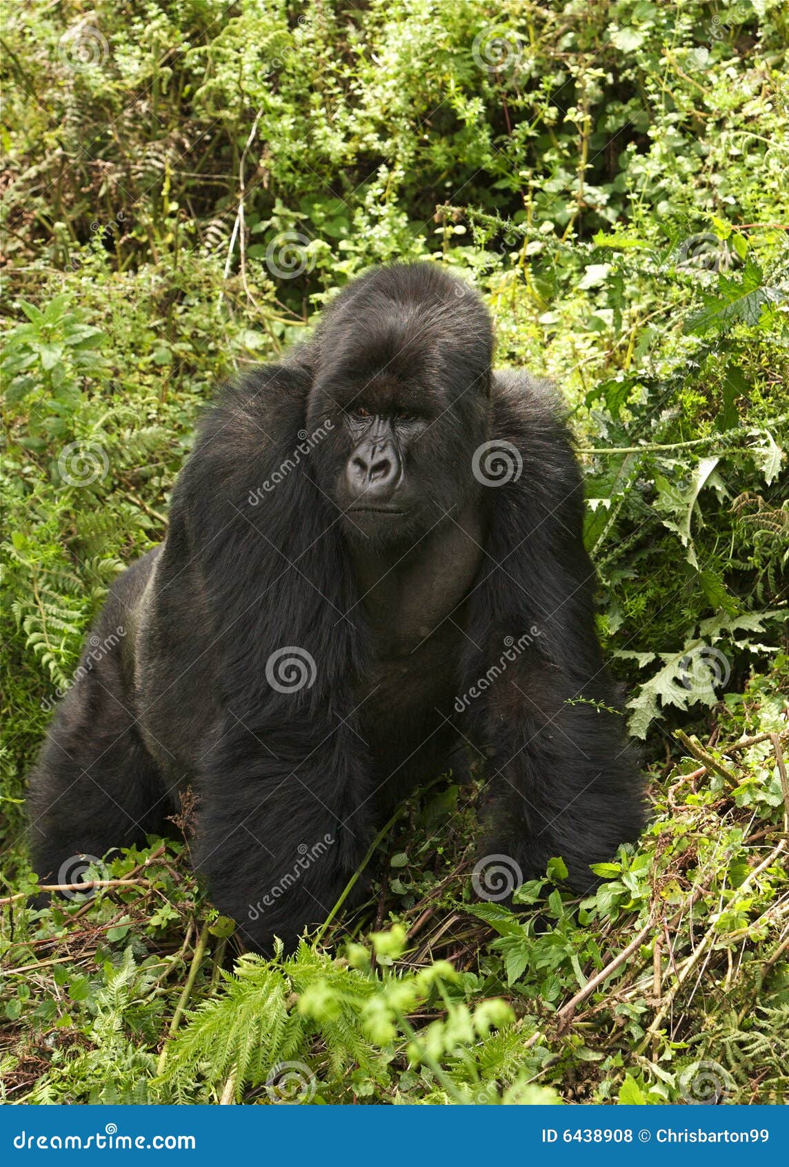 Sousa Group Stock Photos - Free & Royalty-Free Stock Photos from Dreamstime