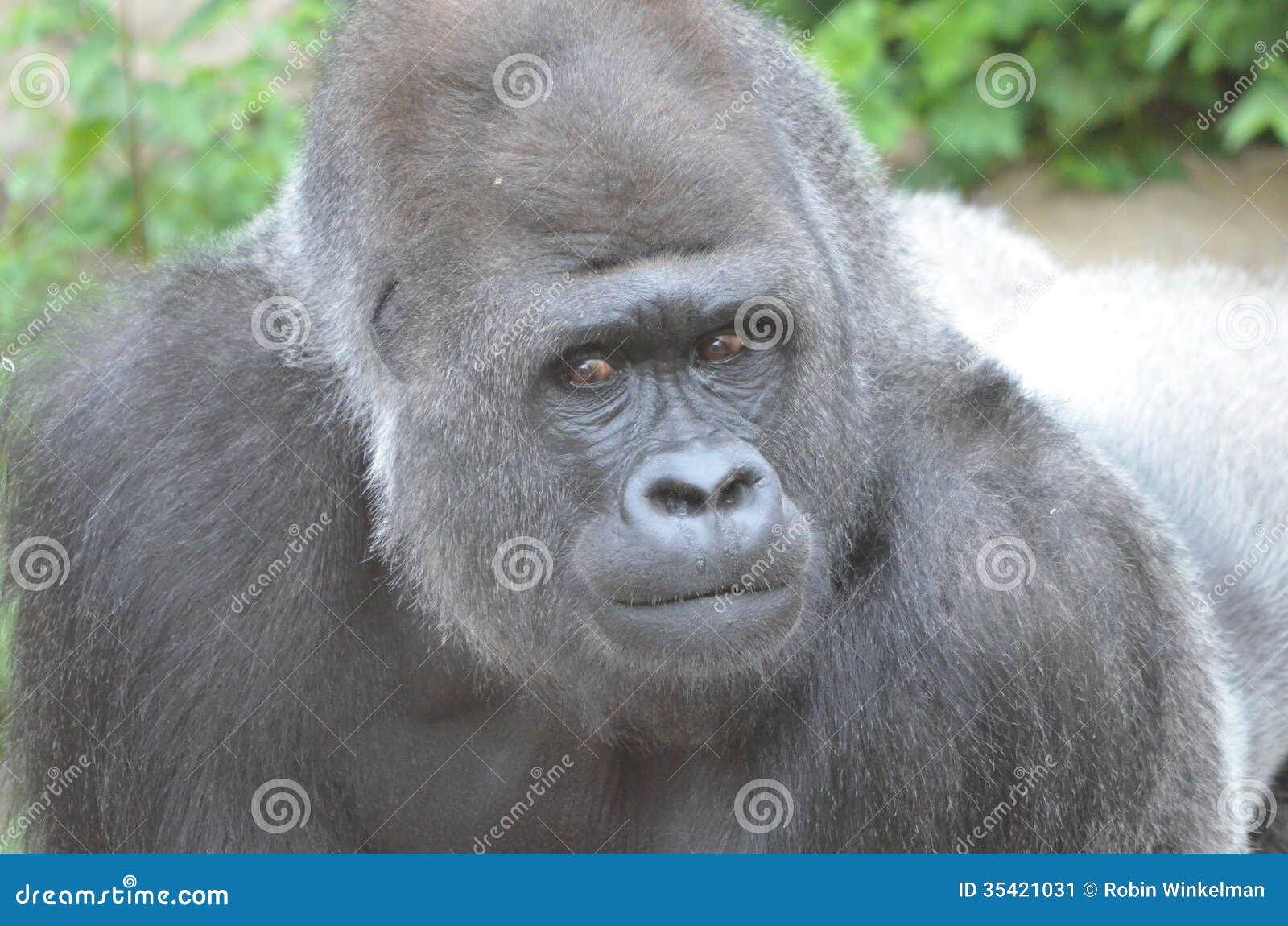 Silverback stare 5 stock image. Image of lips, silver - 35421031