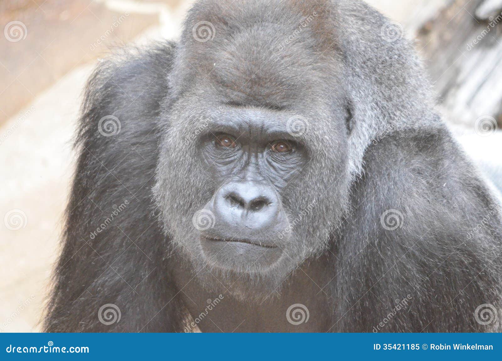 Silverback stare 4 stock image. Image of silver, lips - 35421185