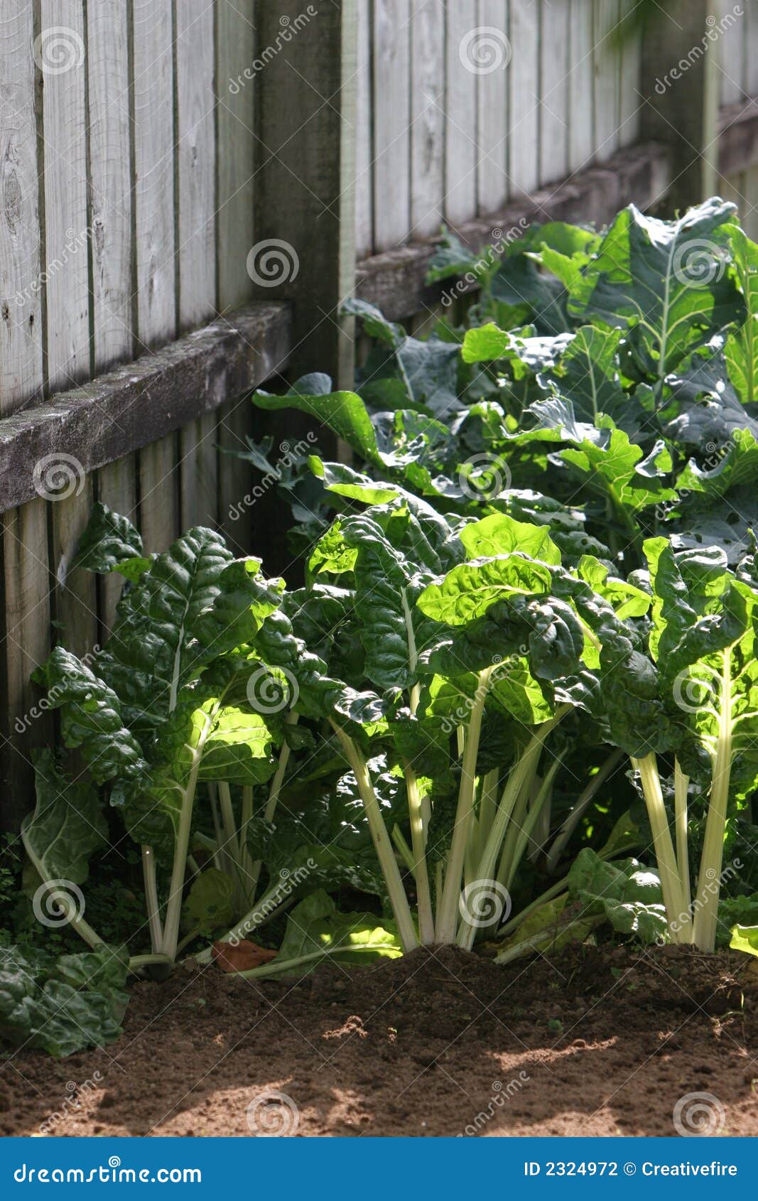 Silverbeet stock photo. Image of vegetable, organic, leaves - 2324972