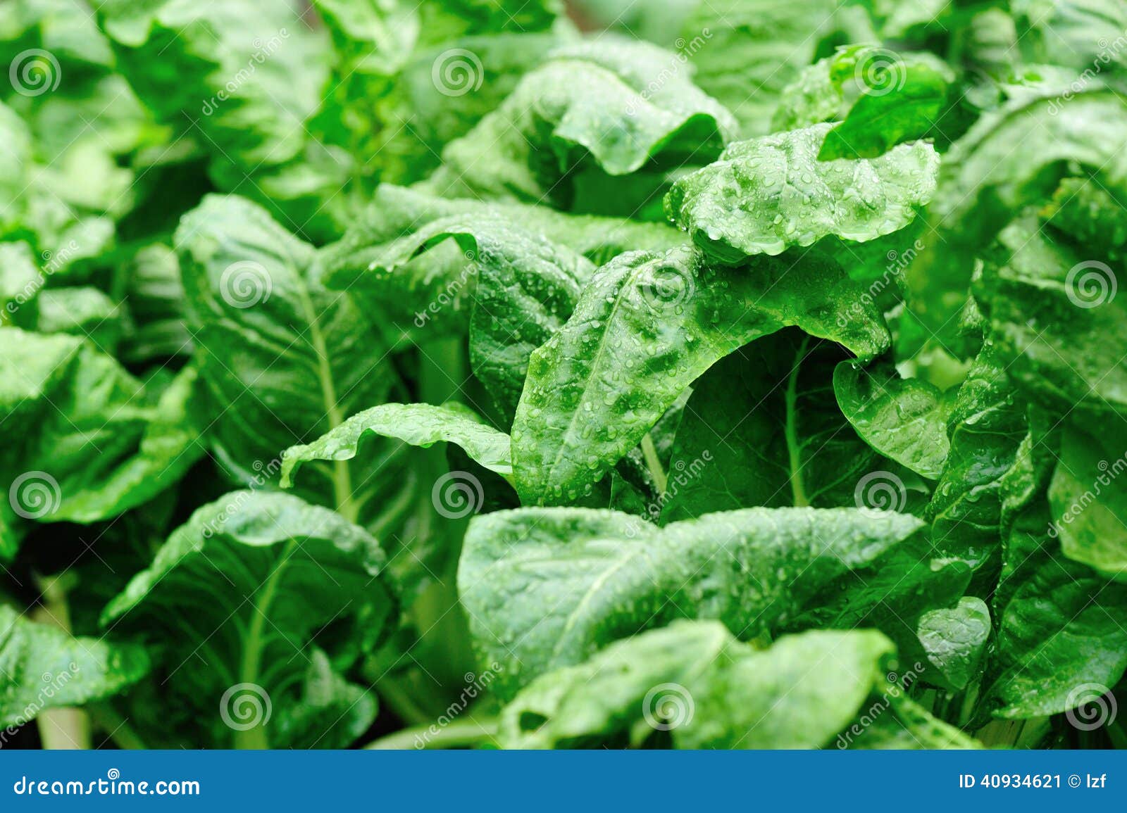 Silverbeet crops stock image. Image of asian, garden - 40934621