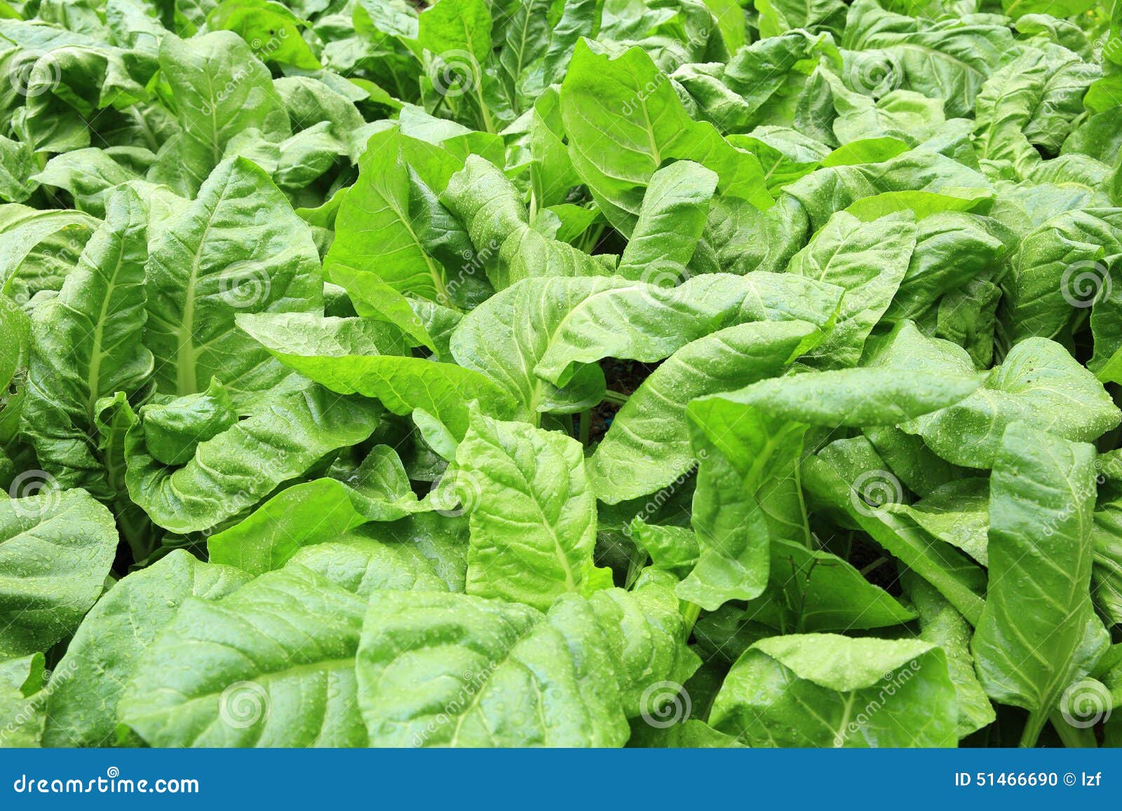Silverbeet crops stock photo. Image of botanical, oriental - 51466690