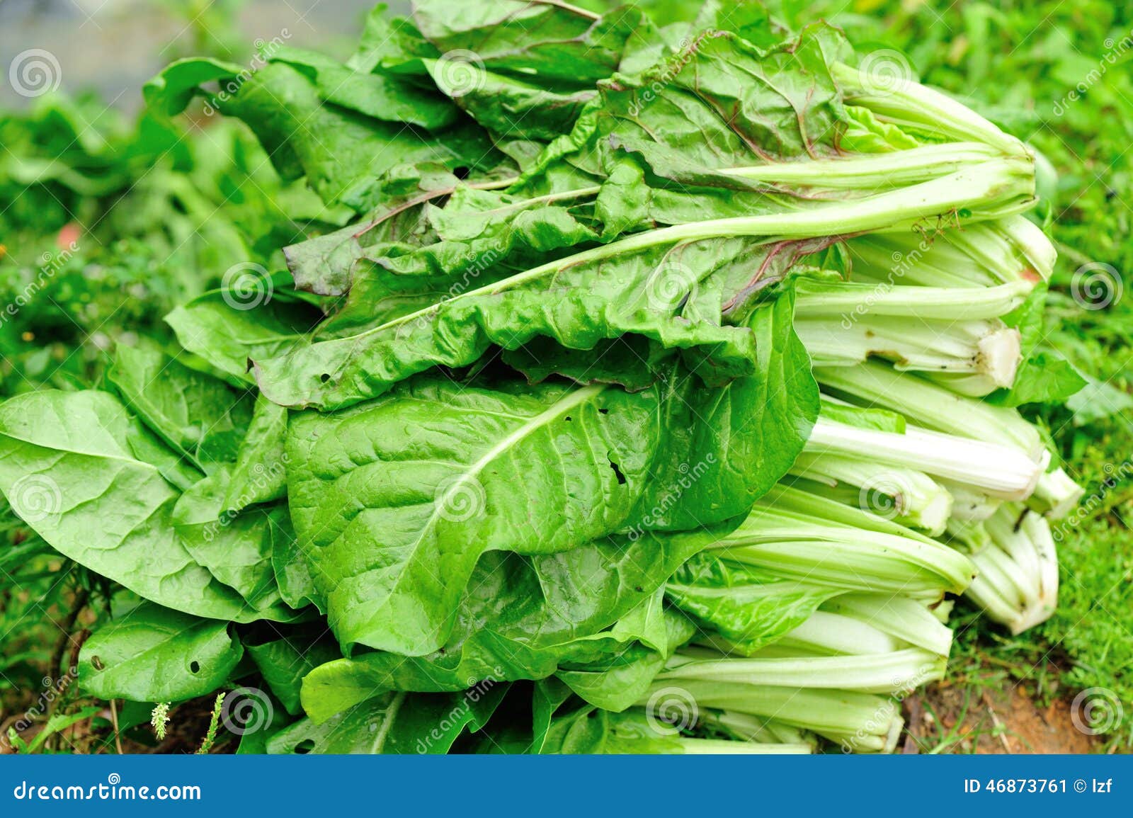 Silverbeet crops stock image. Image of farm, agriculture - 46873761