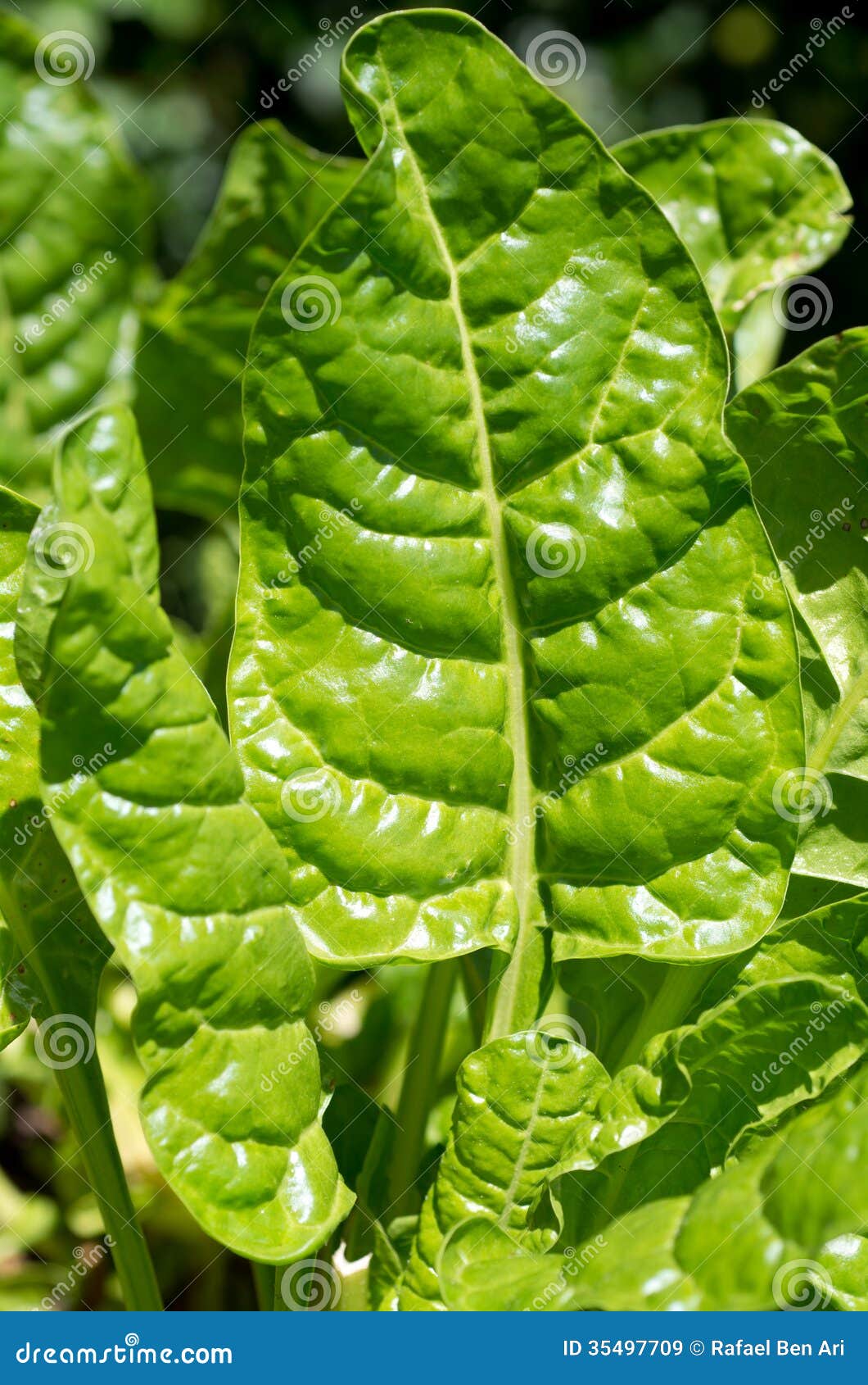Silverbeet stock image. Image of nutritious, leaves, gastronomy - 35497709