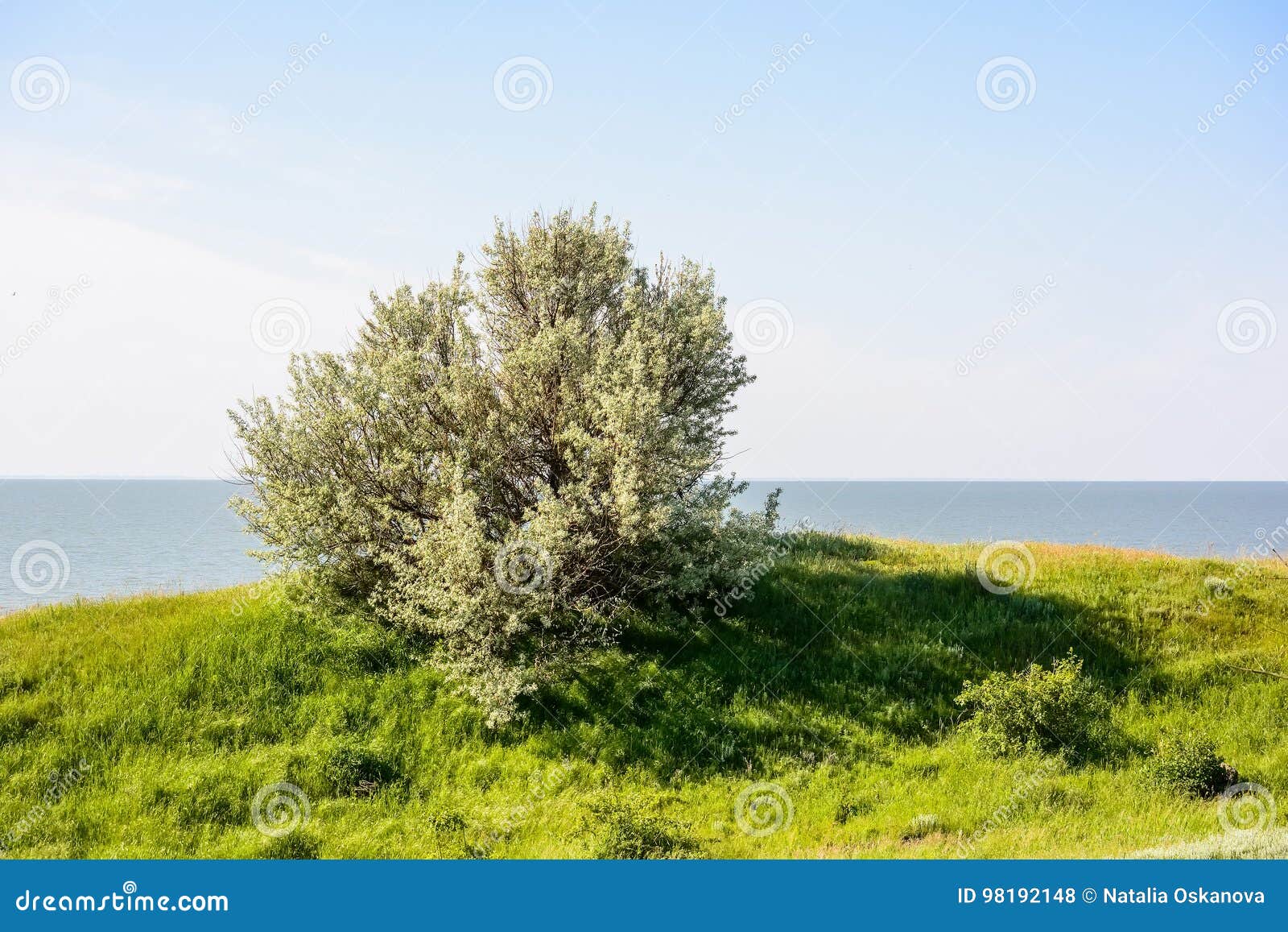 Silverberry or Elaeagnus Commutata on Hill Stock Photo - Image of ...