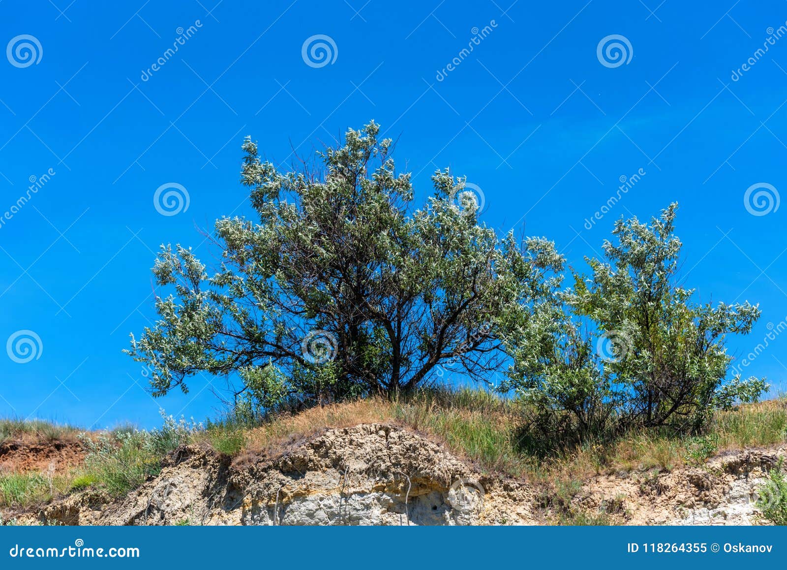 Silverberry or Elaeagnus Commutata on Hill Stock Image - Image of bloom ...