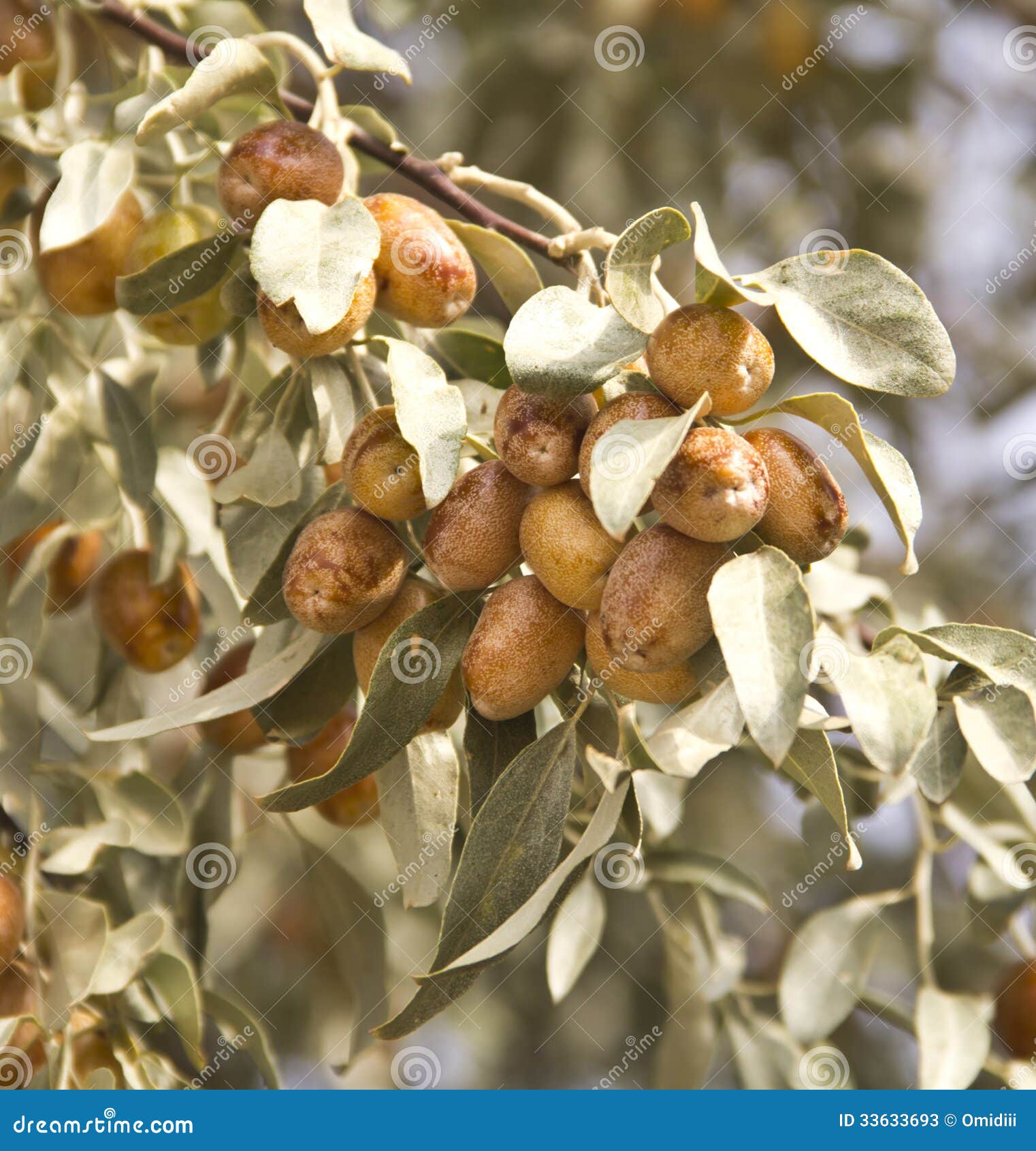 Silverberry fruit stock image. Image of garden, gardening - 33633693