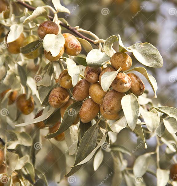 Silverberry fruit stock image. Image of garden, gardening - 33633693