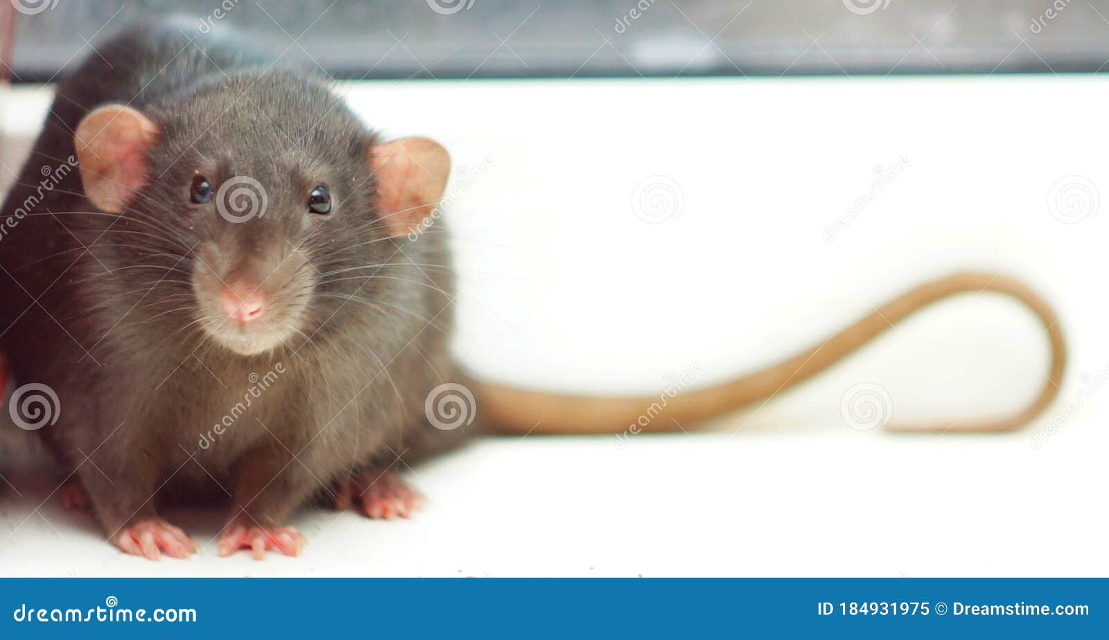 Silvered black rat stock image. Image of ring, dumbo - 184931975