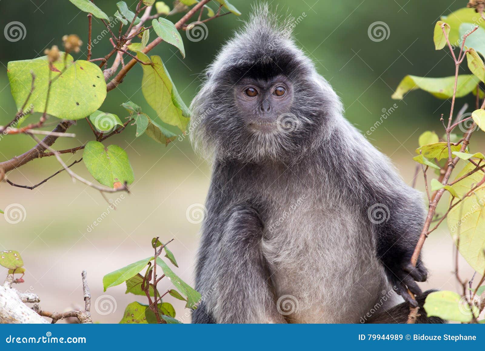 Leaf Monkey Or Dusky Langur, Wild Animals Are Eating Fruit Or Be Stock ...