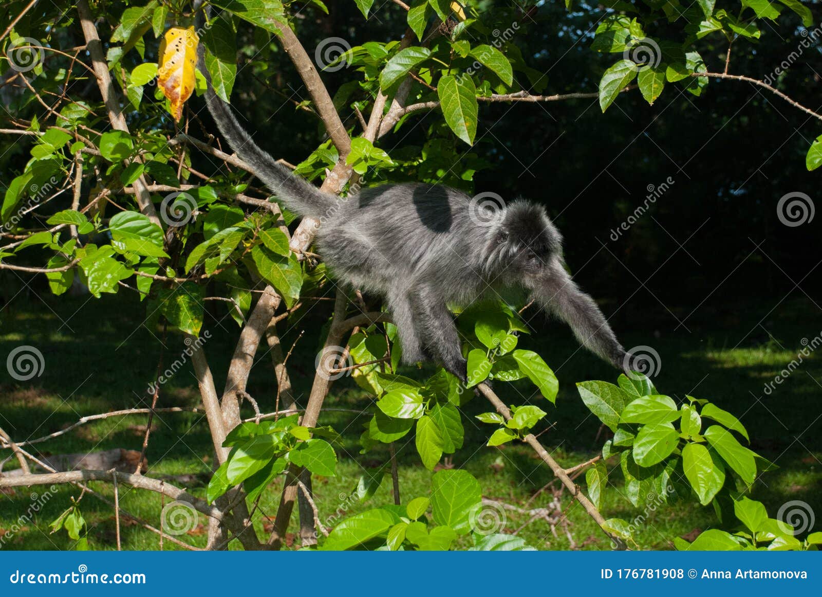 Silvered Leaf Monkey Looking for Figs on the Tree, Bako National Park ...