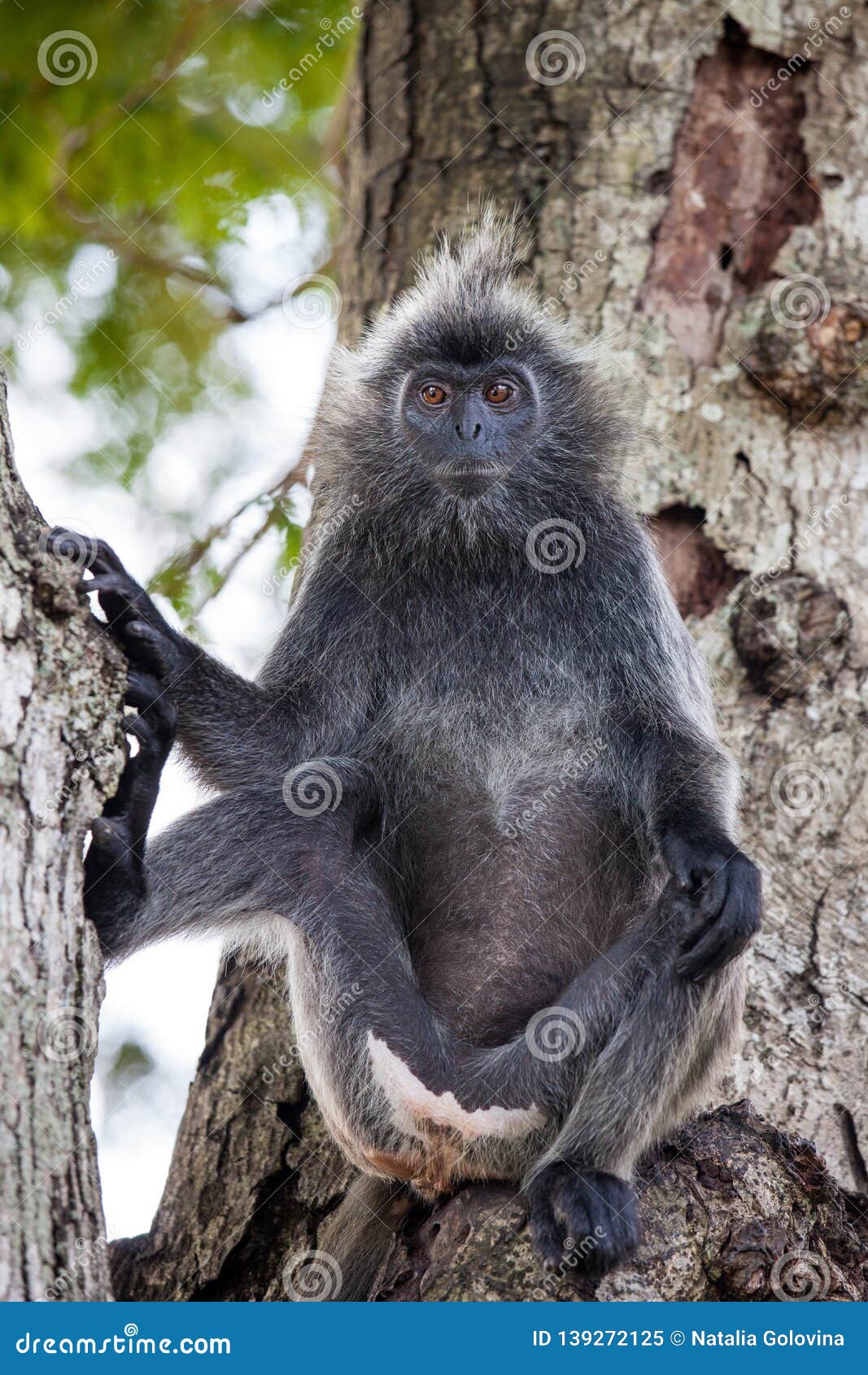 Silvered Leaf Monkey Trachypithecus Cristatus or Silvery Lutung Silver ...