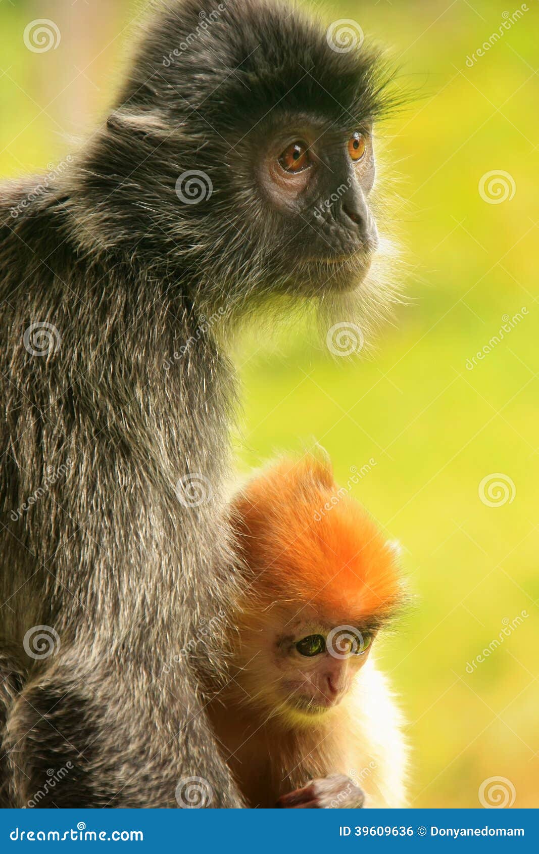 Silvered Leaf Monkey with a Young Baby, Borneo, Malaysia Stock Photo ...