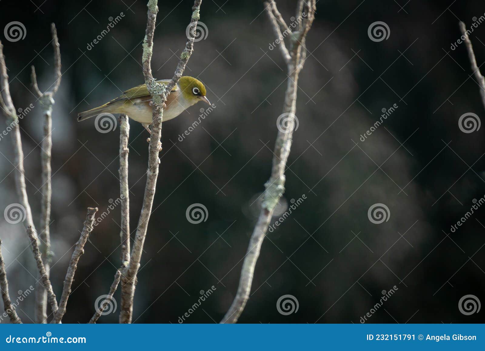 Silvereye Bird on Bare Branches Stock Image - Image of focus, beautiful ...