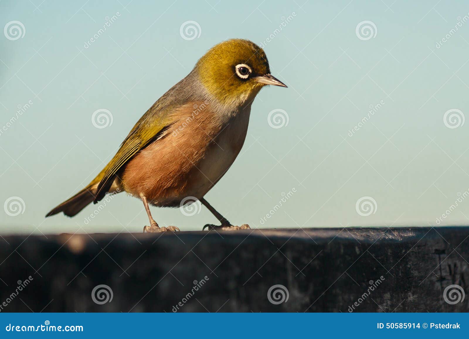 Silvereye - Zosterops Lateralis Stock Photo - Image of lateralisn ...