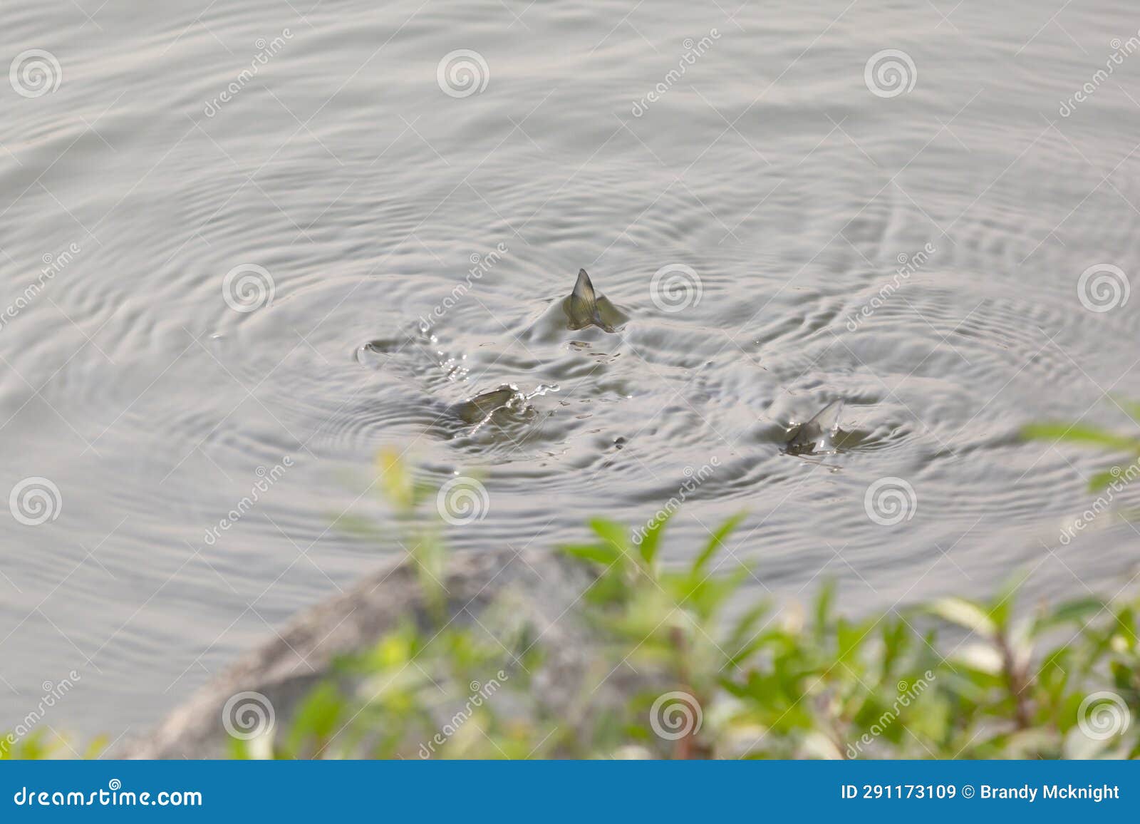Silverfin Fish stock image. Image of lake, invasive - 291173109