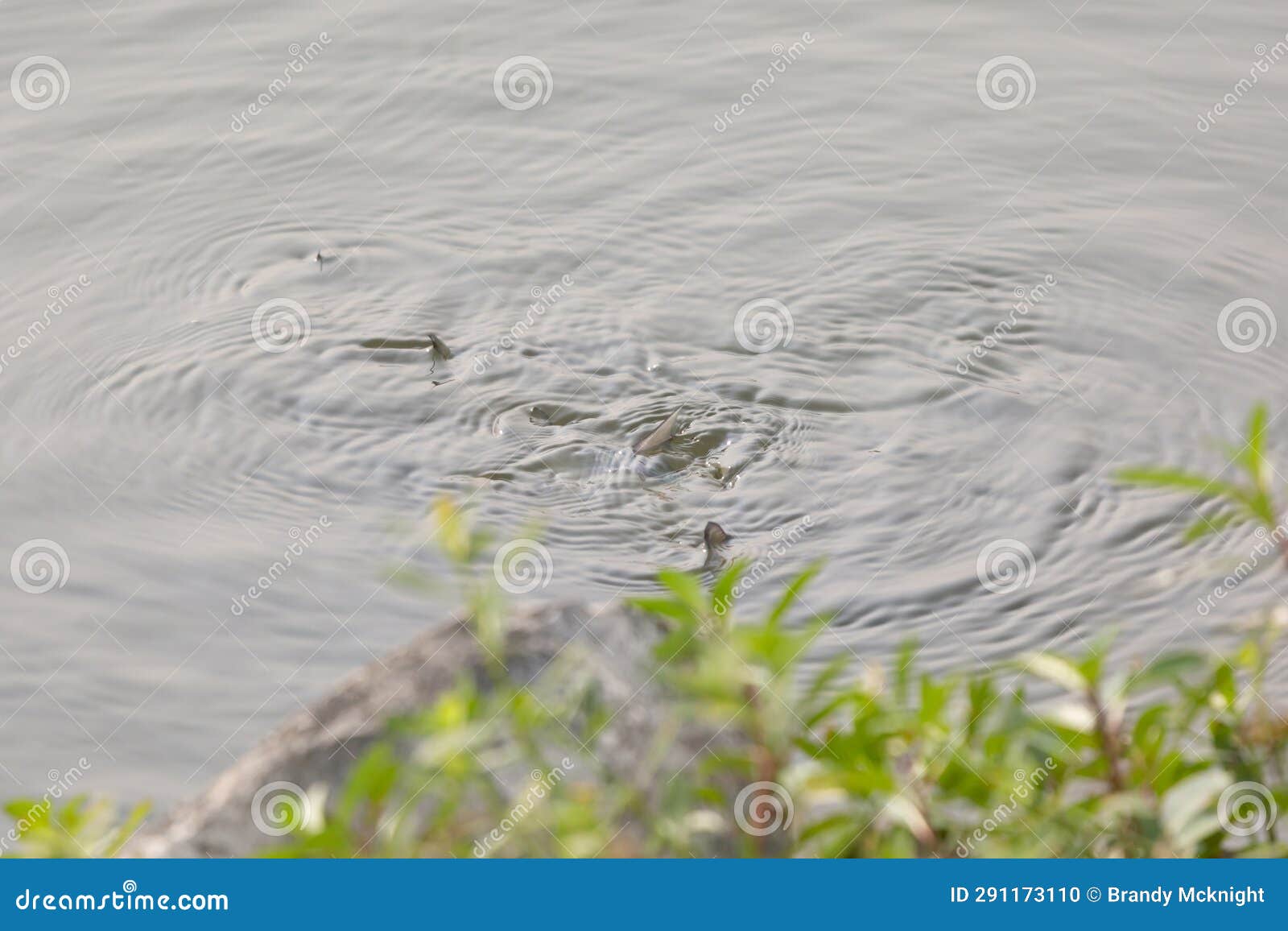 Silverfin Fish stock photo. Image of animal, environmental - 291173110