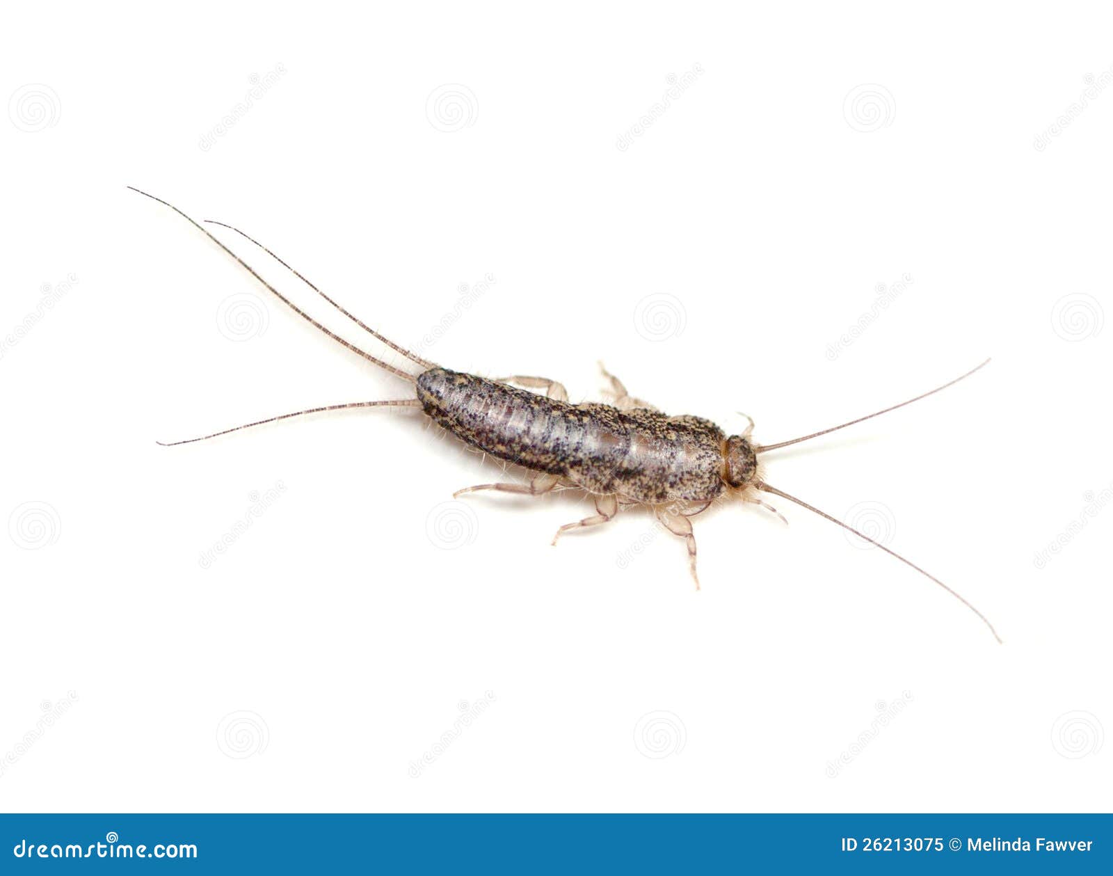 Silverfish stock image. Image of silverfish, zygentoma - 26213075