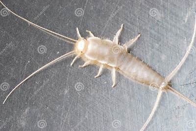 Silverfish stock photo. Image of areas, shine, lurk, moist - 28984738