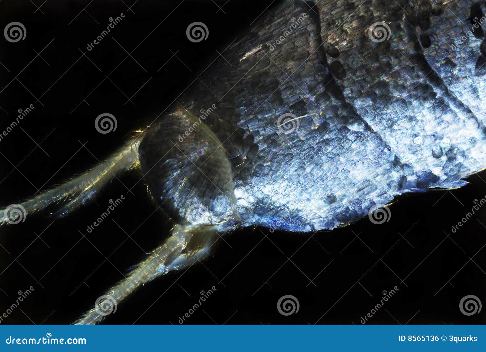 Silverfish stock photo. Image of insect, detail, insects - 8565136