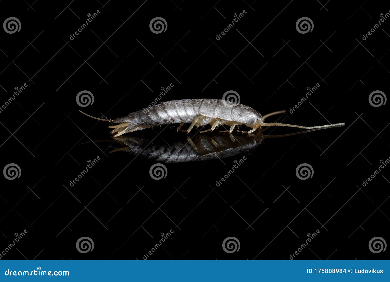 Silverfish on Black Background Stock Photo - Image of animal, lepisma ...
