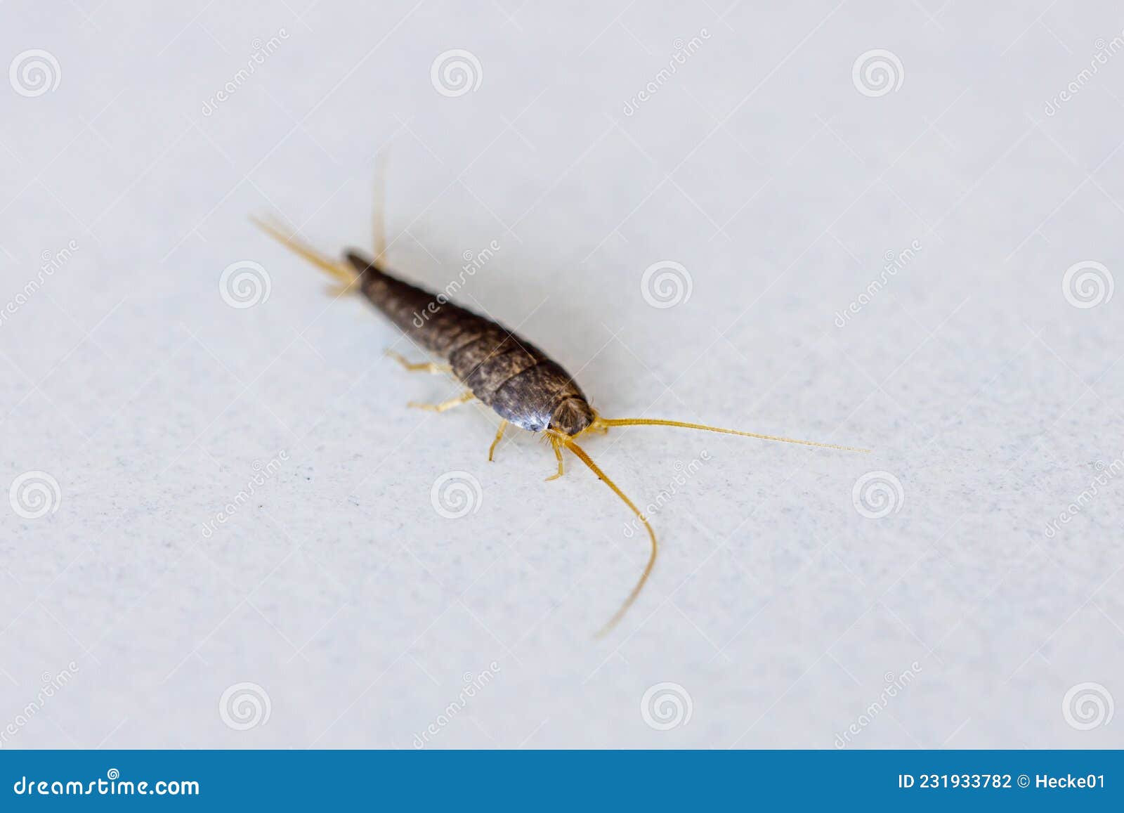 Silverfish or Bookworm on a White Background Stock Photo - Image of ...